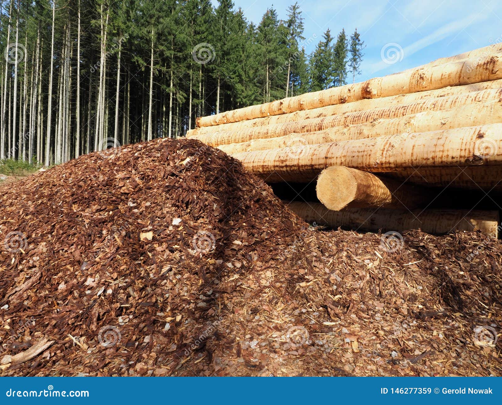 Heap of Big Felled Trees and Tree Bark Stock Image - Image of ...