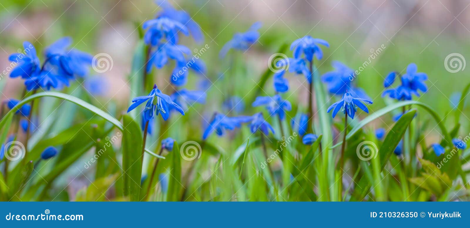 Heap of Blue Spring Snowdrop in a Forest Stock Photo - Image of spring ...