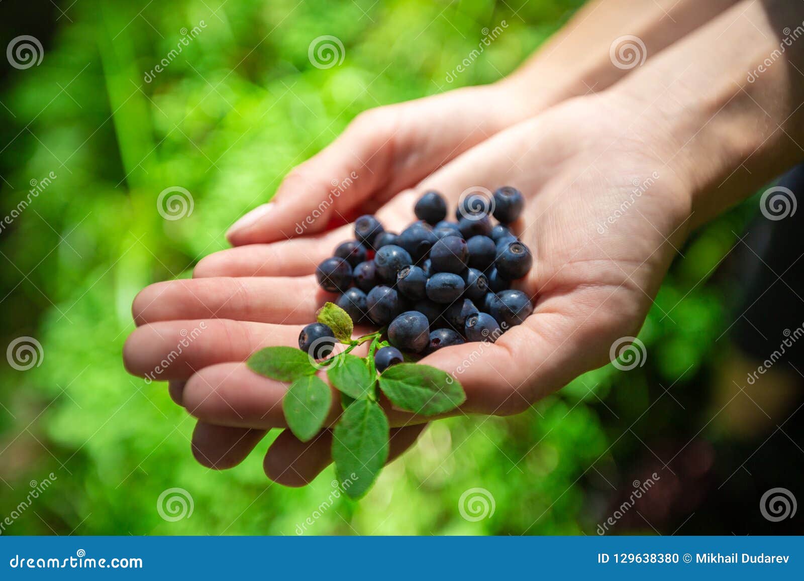 Heap of Blueberry in the Hands Stock Photo - Image of nature, health ...