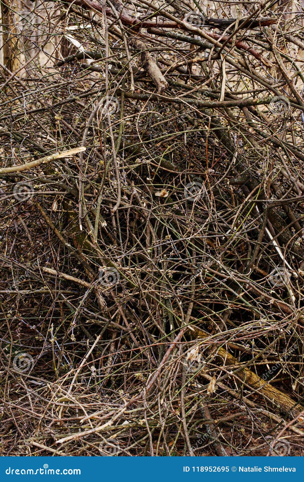Heap of branches stock image. Image of botanical, natural - 118952695