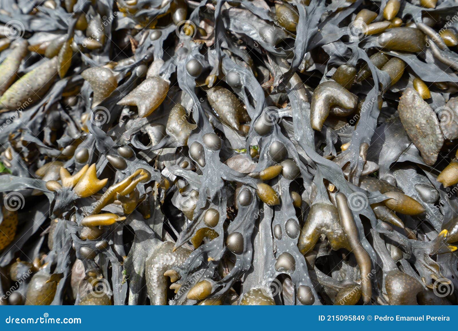 Heap of Brown Algae Present in the Tagus River in the Vicinity of the ...