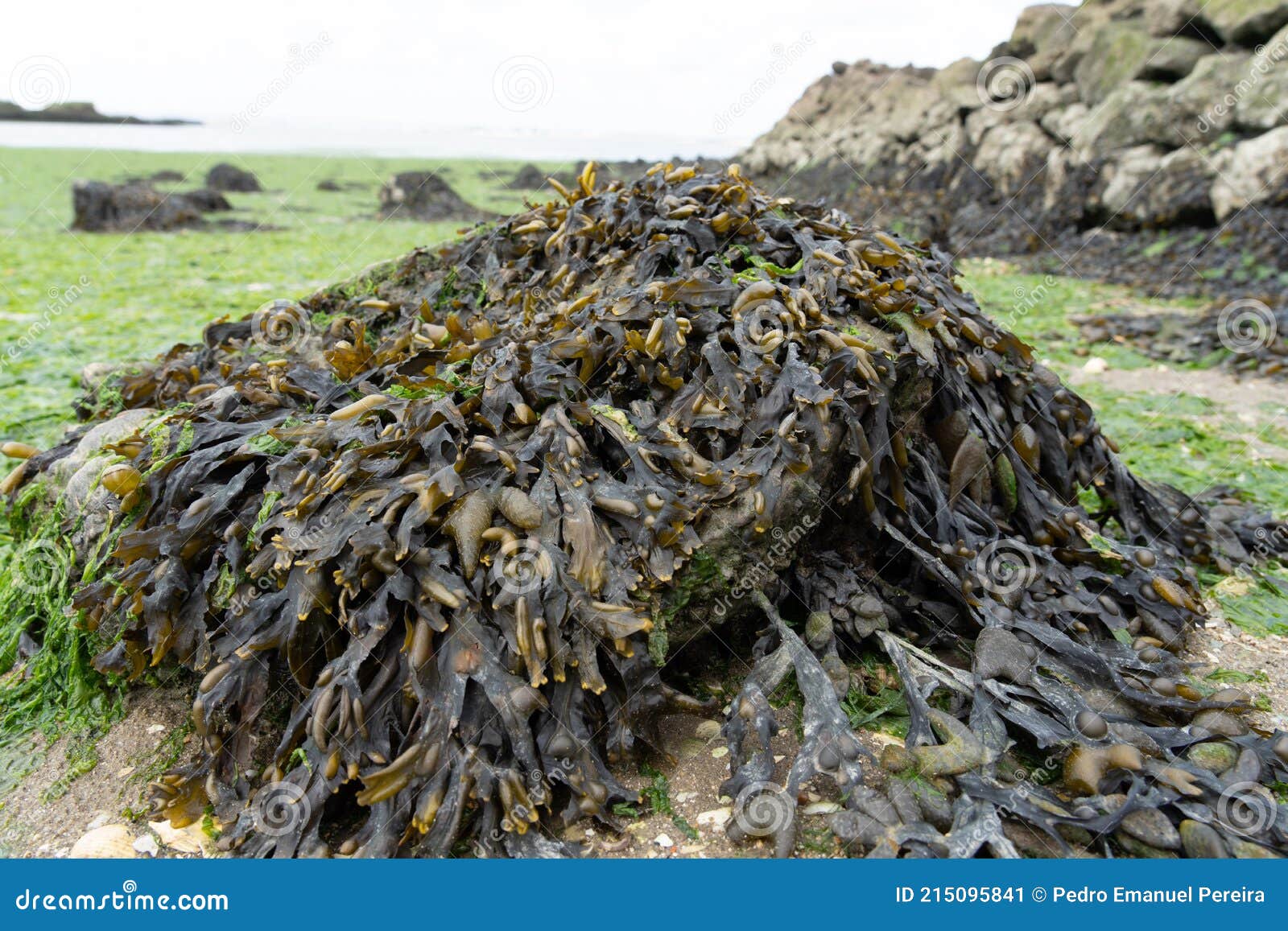 Heap of Brown Algae Present in the Tagus River in the Vicinity of the ...