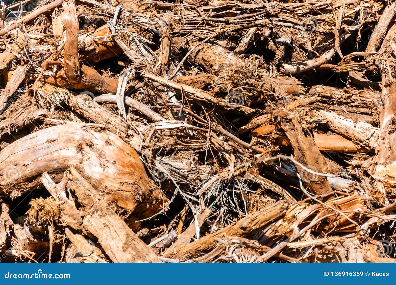 Bunch of Dried Trees Roots Close-up Lying on the Ground Stock Image ...