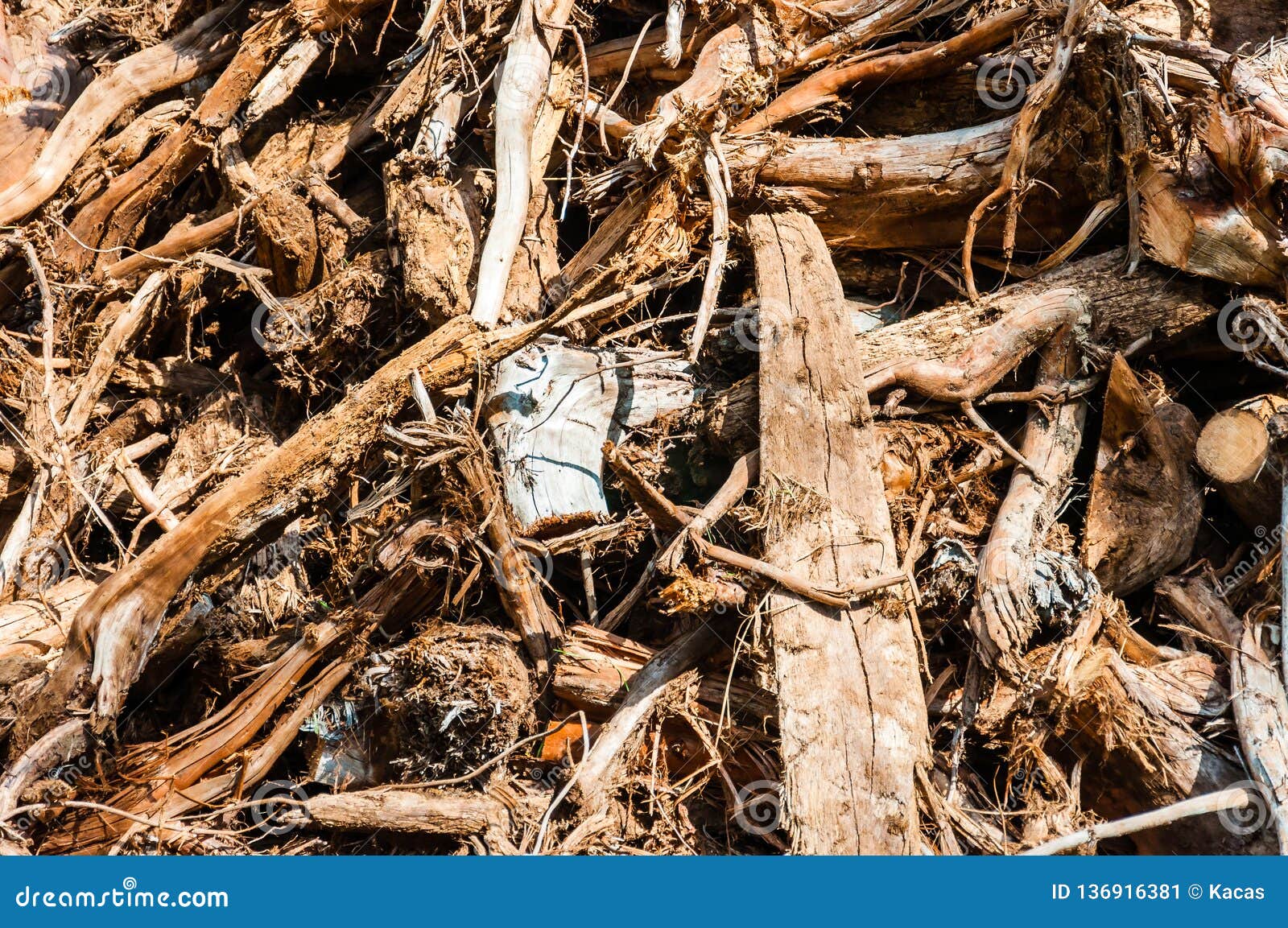Bunch of Dried Trees Roots Close-up Lying on the Ground Stock Image ...