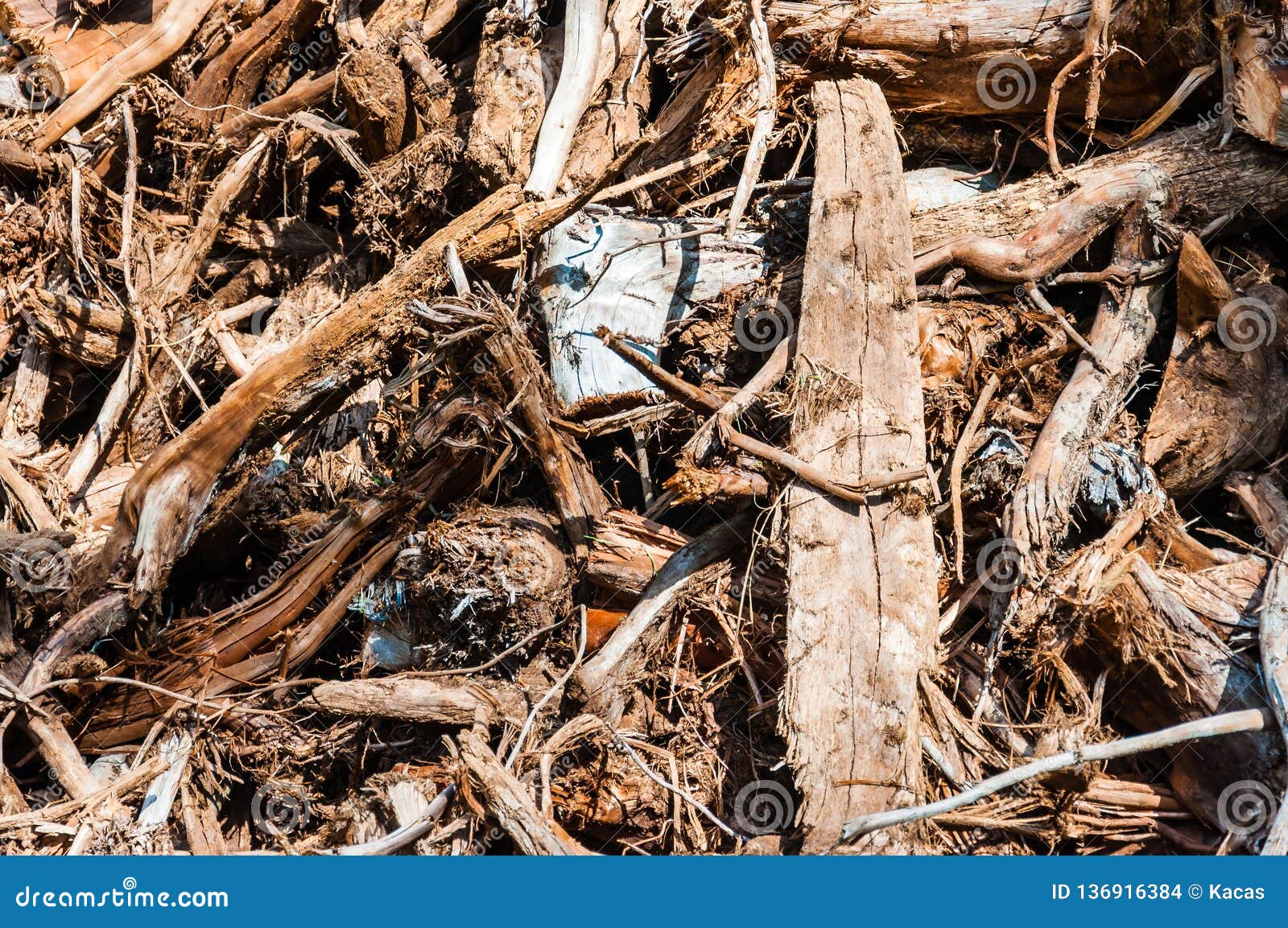Bunch of Dried Trees Roots Close-up Lying on the Ground Stock Photo ...