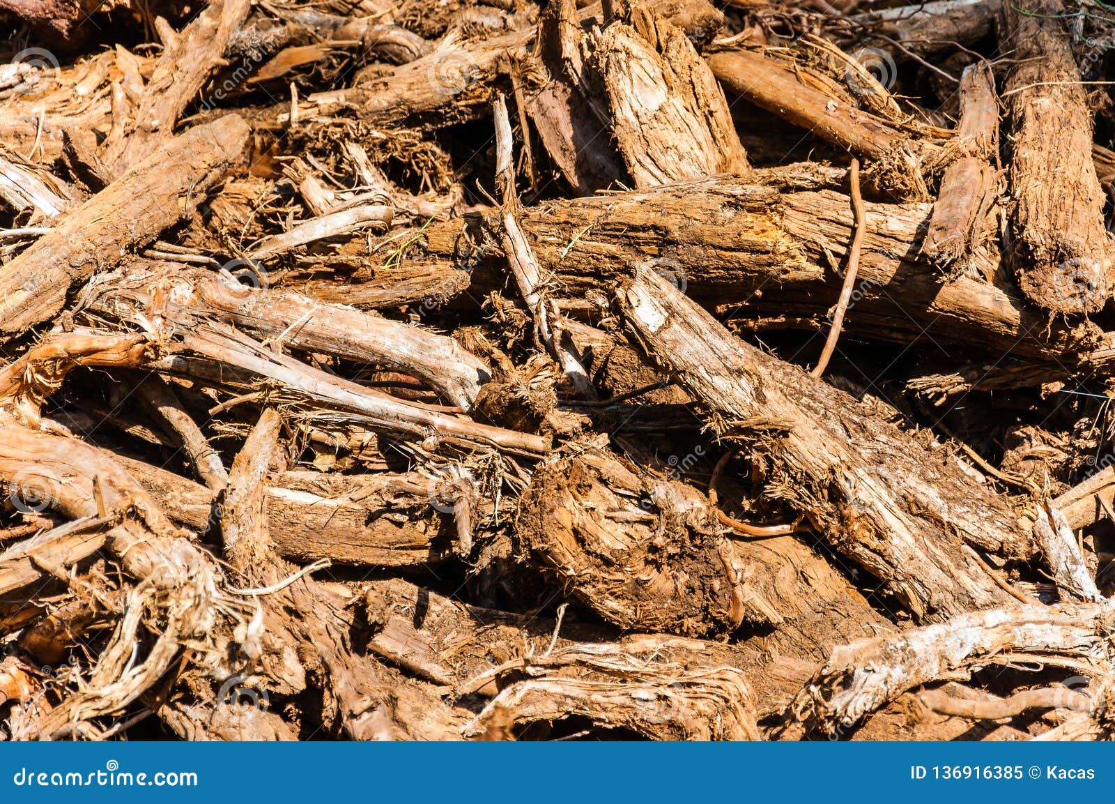 Bunch of Dried Trees Roots Close-up Lying on the Ground Stock Image ...