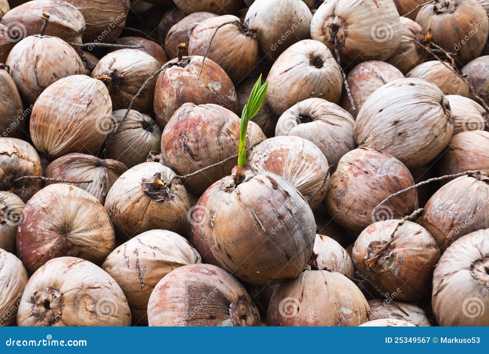 Heap of Coconut stock image. Image of palm, asia, hard - 25349567