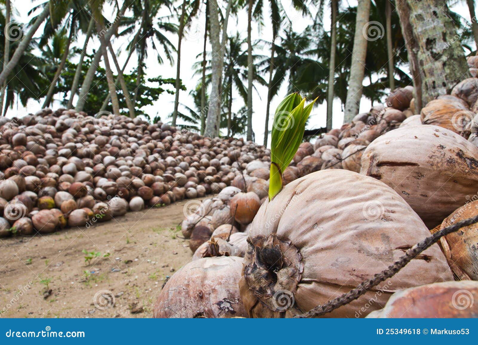 Heap of Coconut stock photo. Image of tree, heap, asia - 25349618