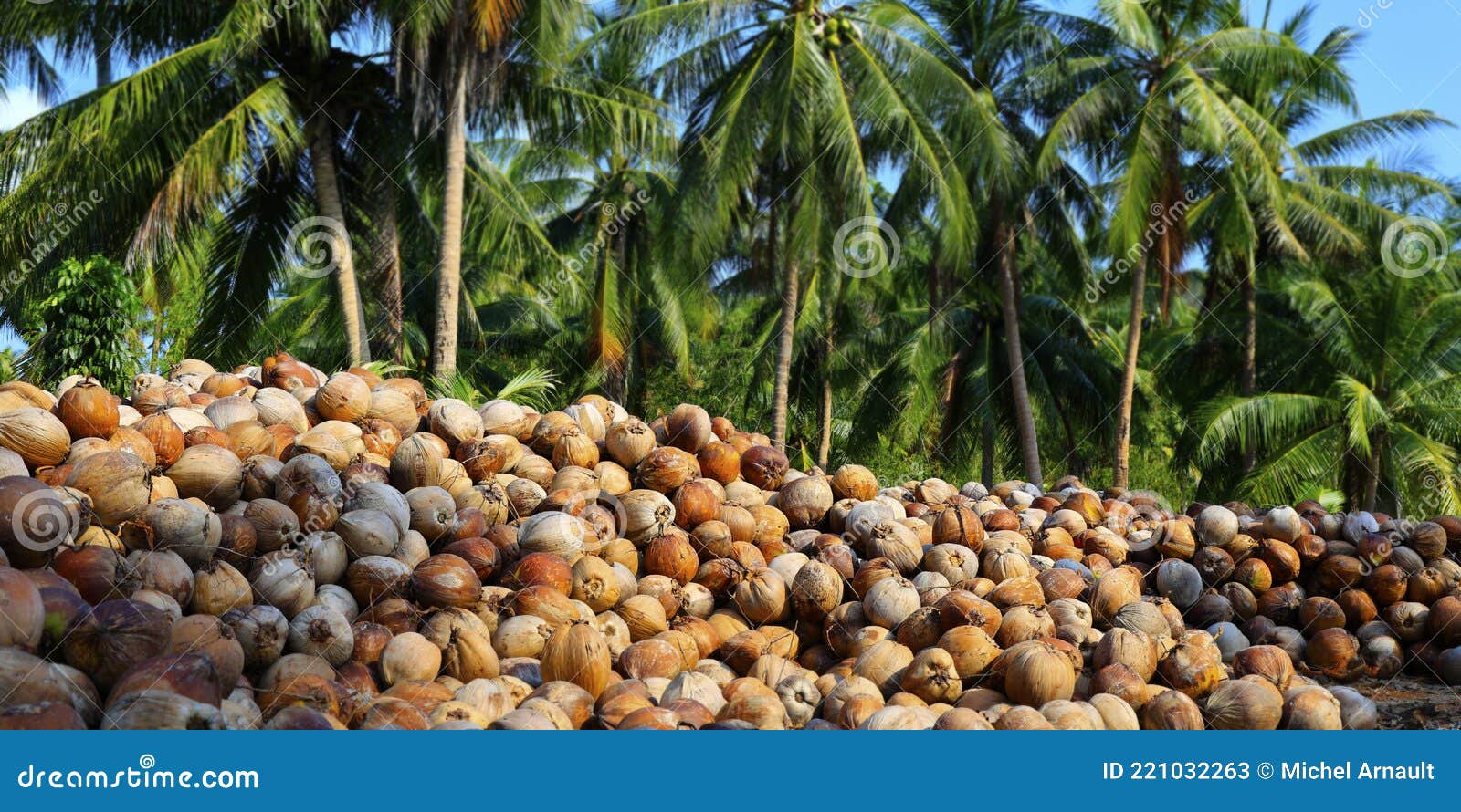 Heap of Coconut in Coconut Plantation Stock Image - Image of ...