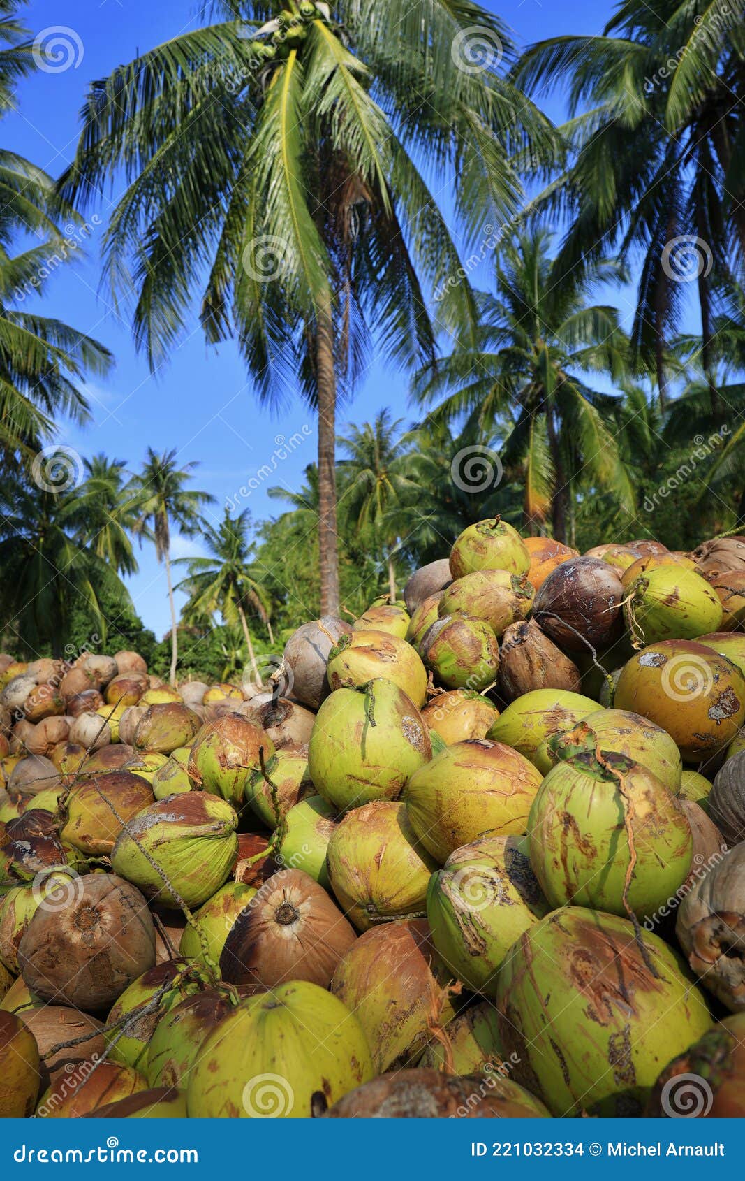 Heap of Coconut in Coconut Plantation Stock Photo - Image of garden ...