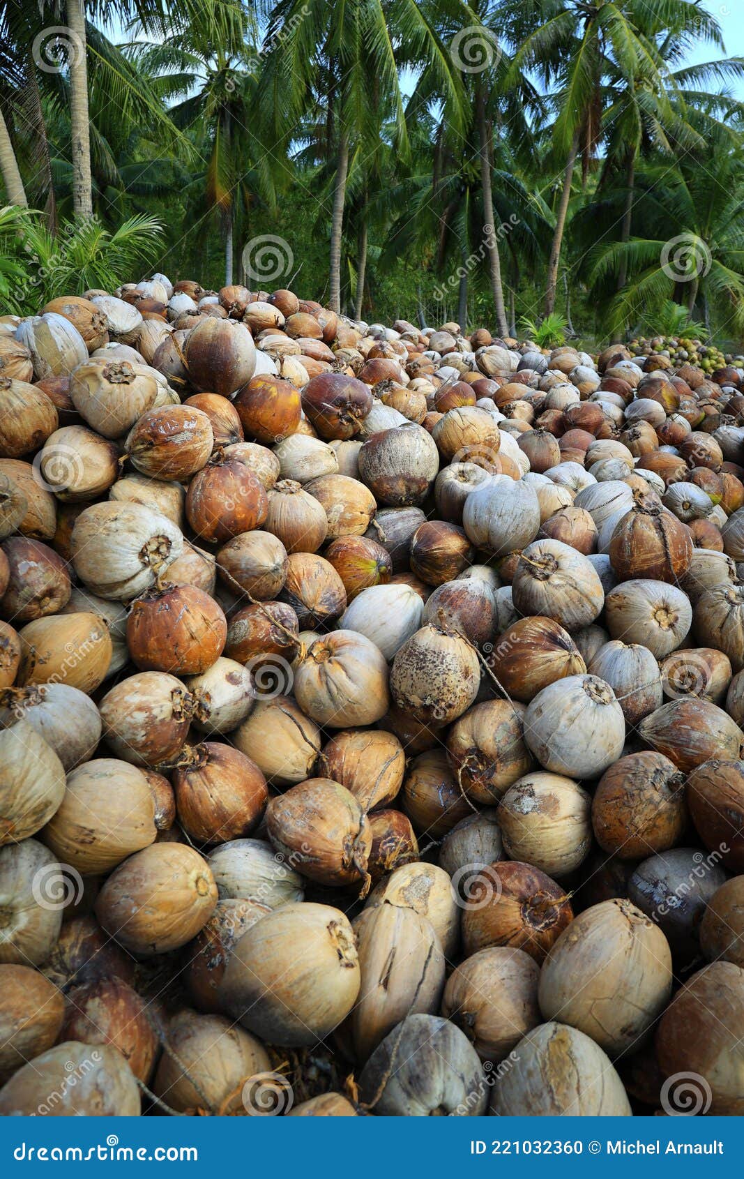 Heap of Coconut in Coconut Plantation Stock Photo - Image of coco ...