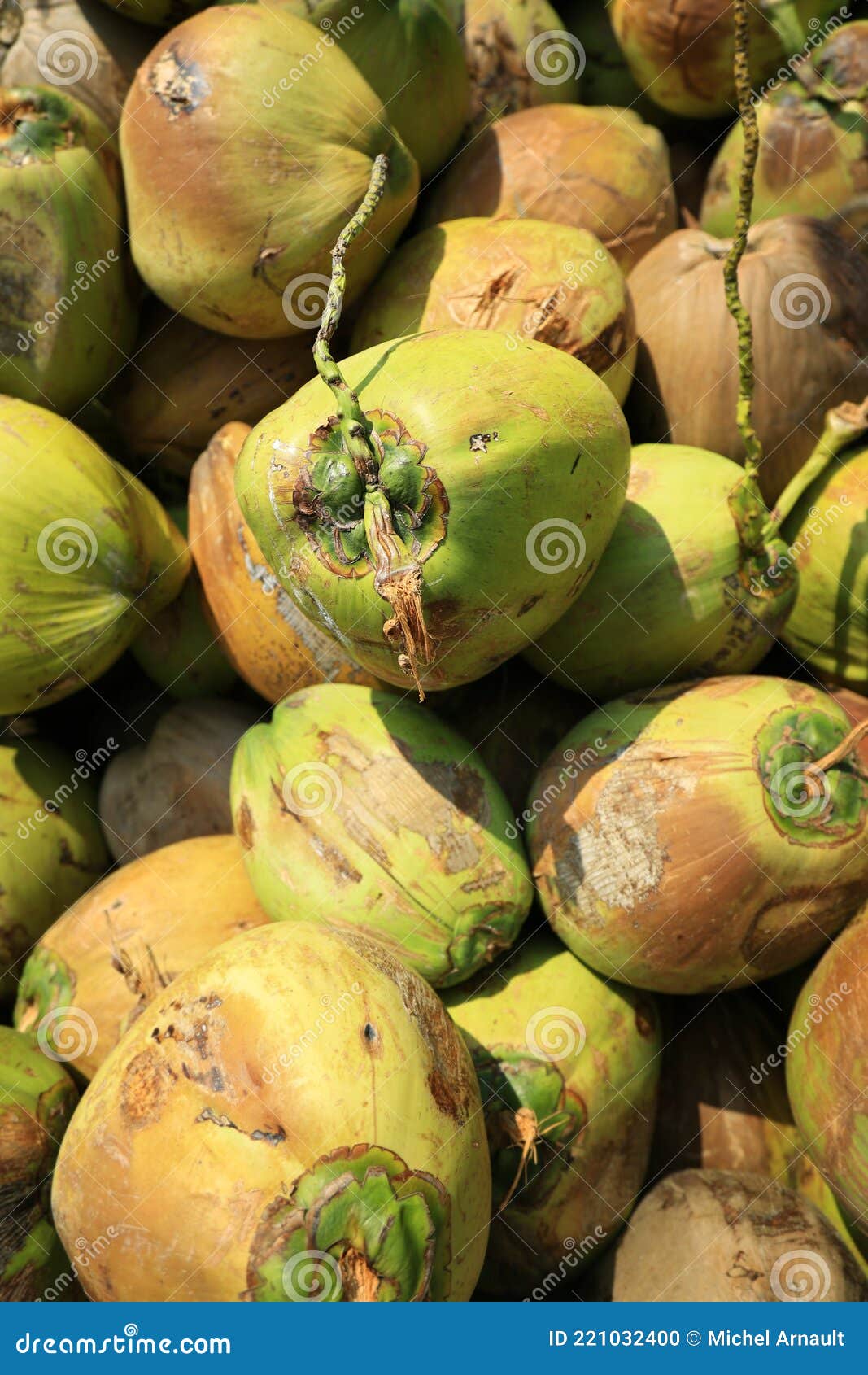 Heap of Coconut in Coconut Plantation Stock Photo - Image of organic ...