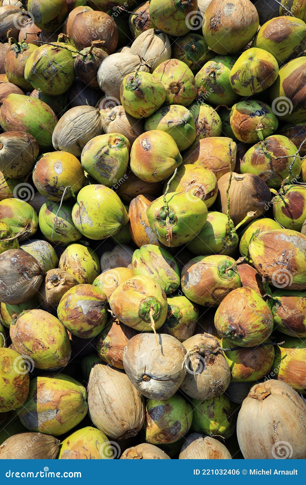 Heap of Coconut in Coconut Plantation Stock Photo - Image of land ...