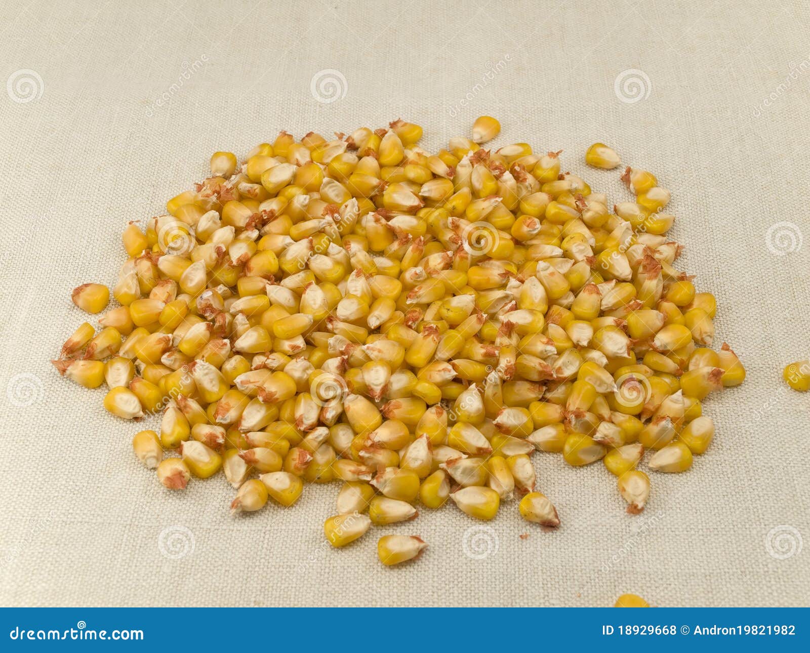 Heap of the corn editorial stock photo. Image of studio - 18929668