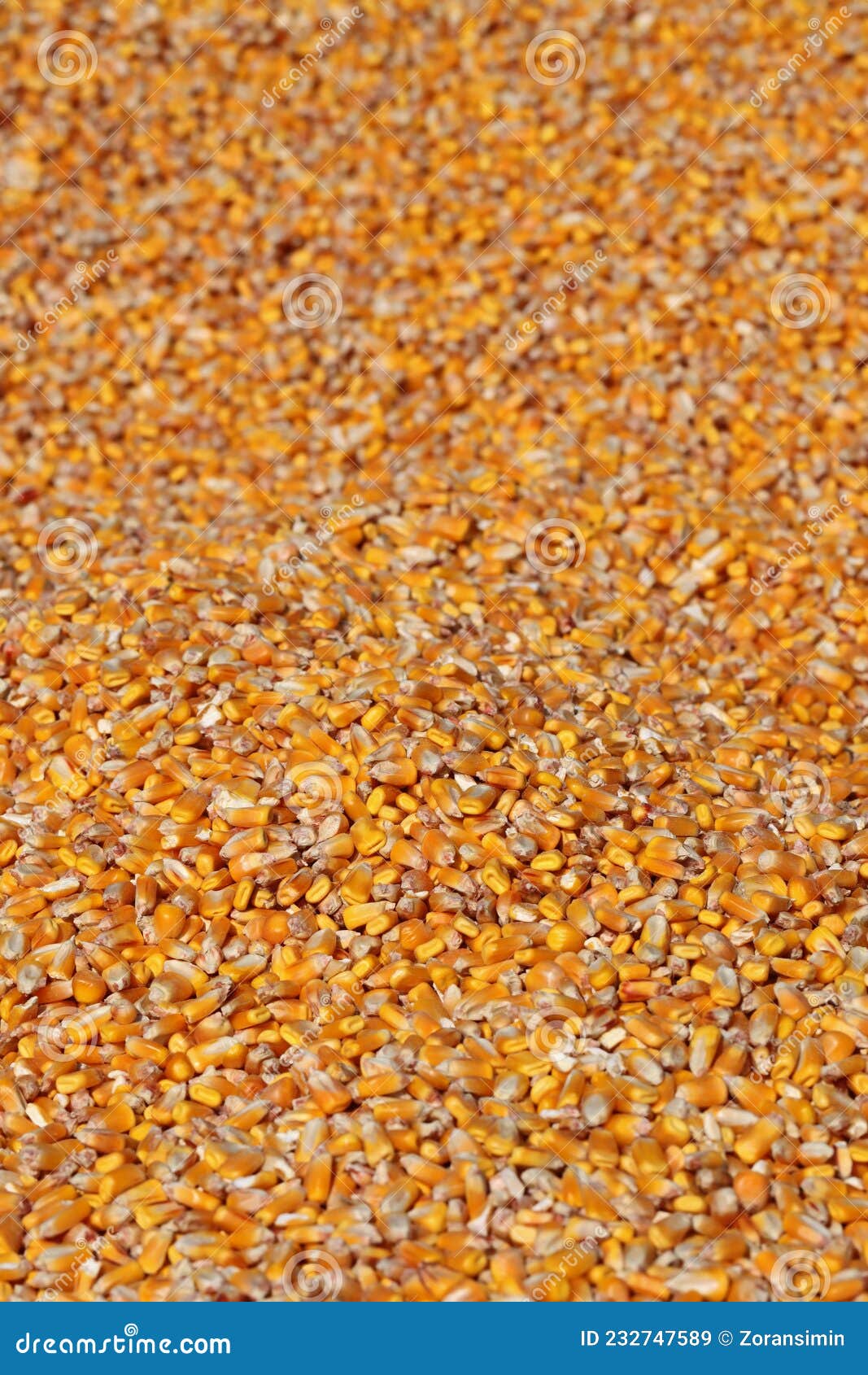Heap of Corn Crop after Harvest Stock Image - Image of natural, heap ...