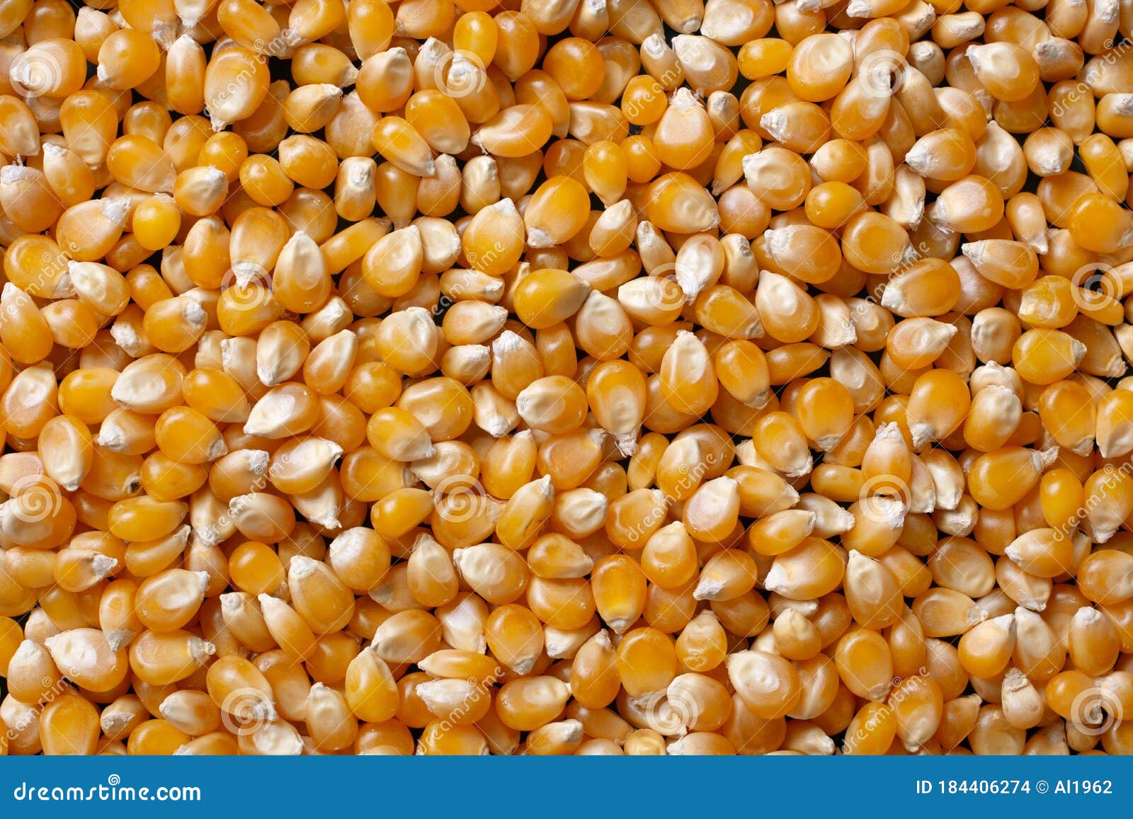 Heap of Corn Grains - Organic Food Stock Photo - Image of detail, hard ...
