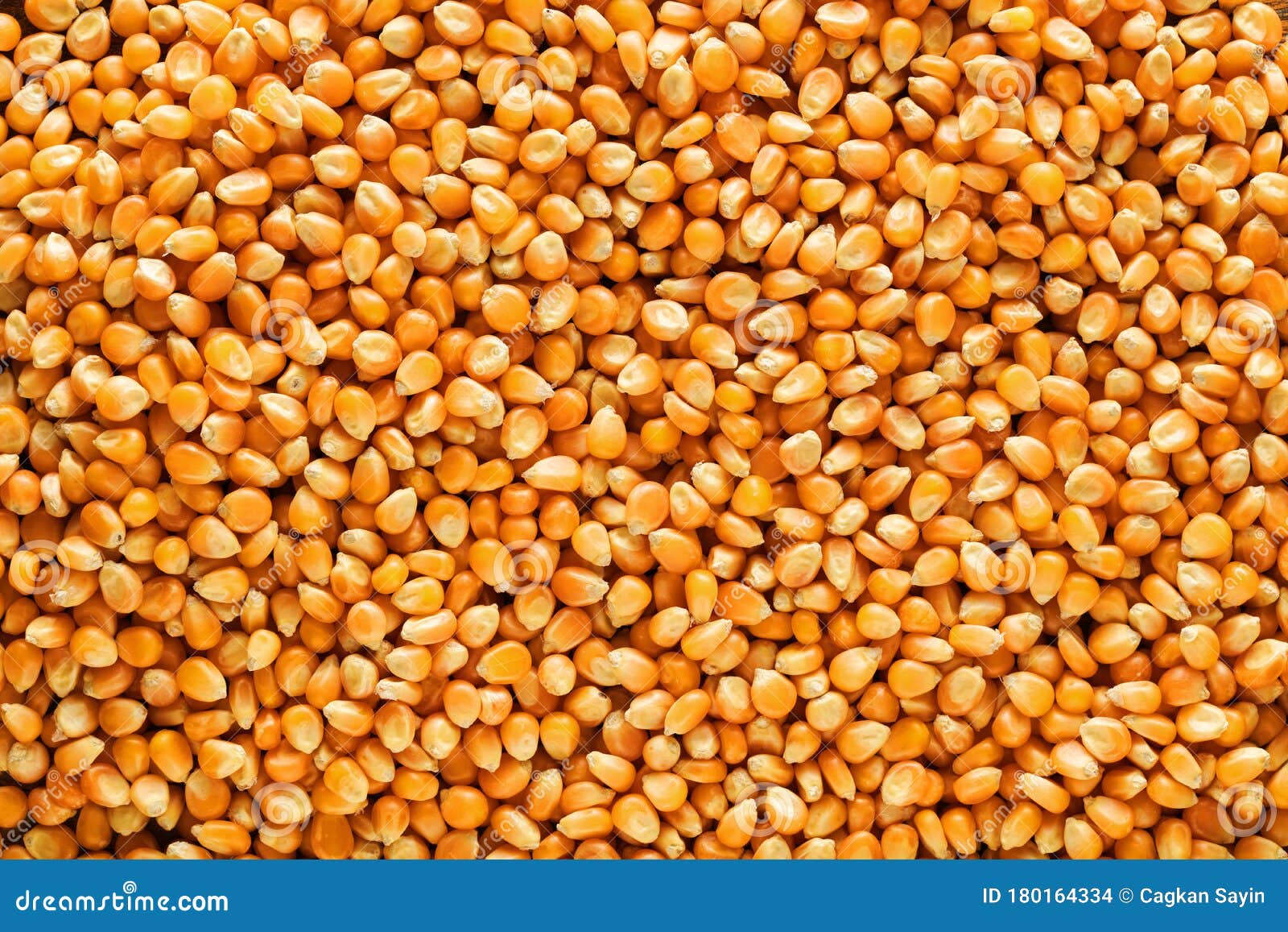 Heap of Corn Grains or Corn Maize Background Stock Photo - Image of ...