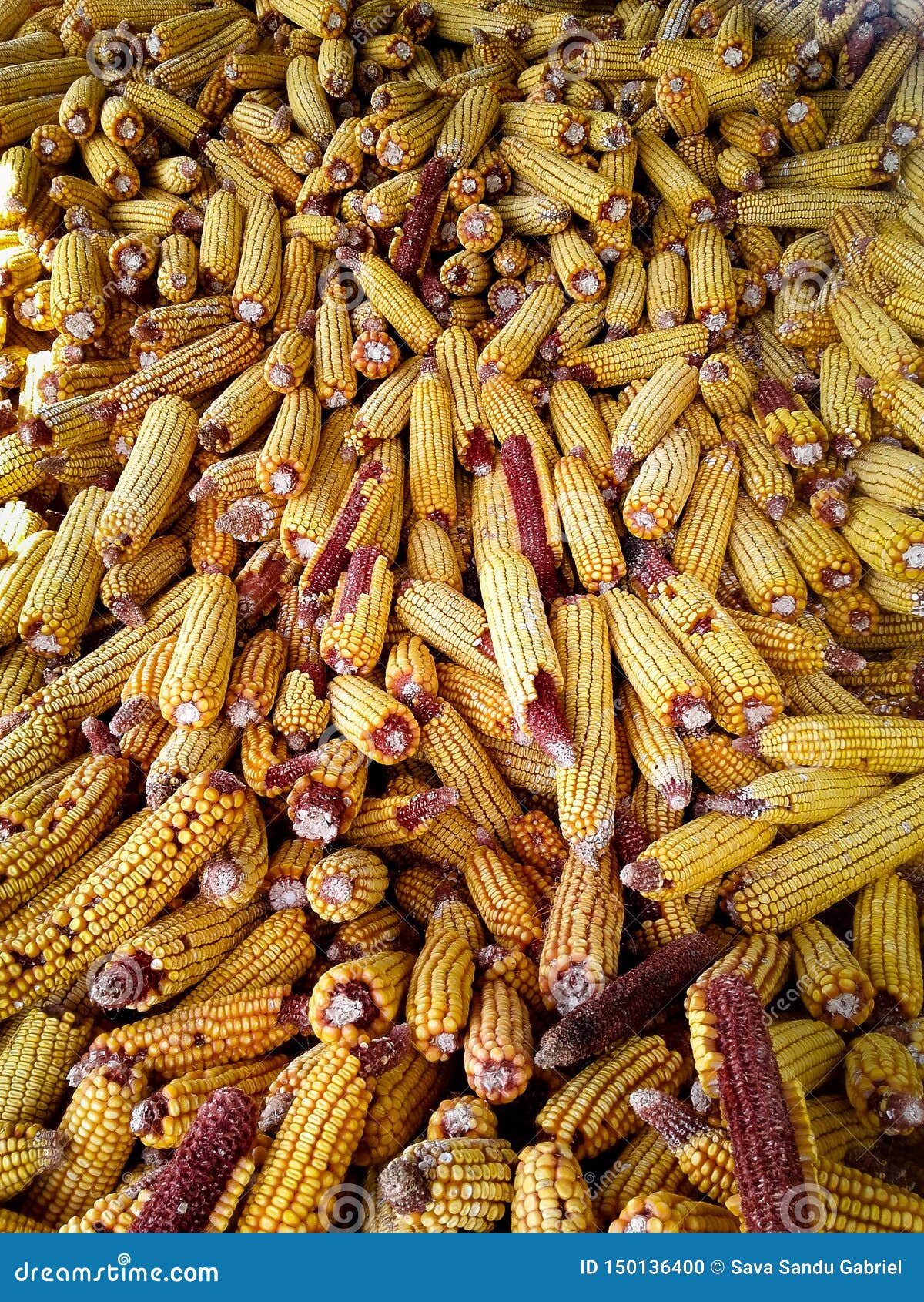 Heap of Corn Harvested in the Barn Stock Photo - Image of decay, cattle ...