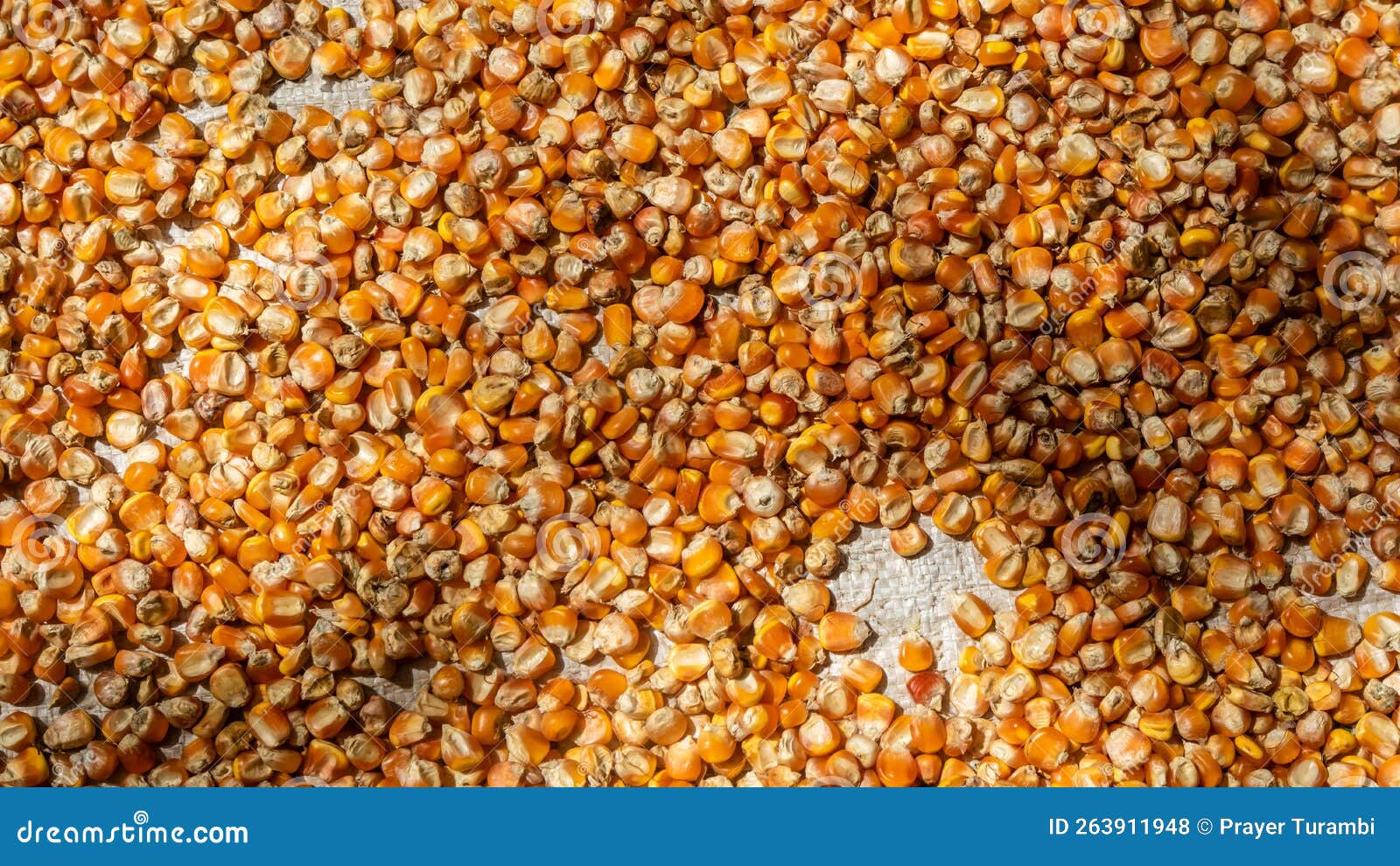 Heap of Corn Kernels As Background Stock Photo - Image of harvest ...