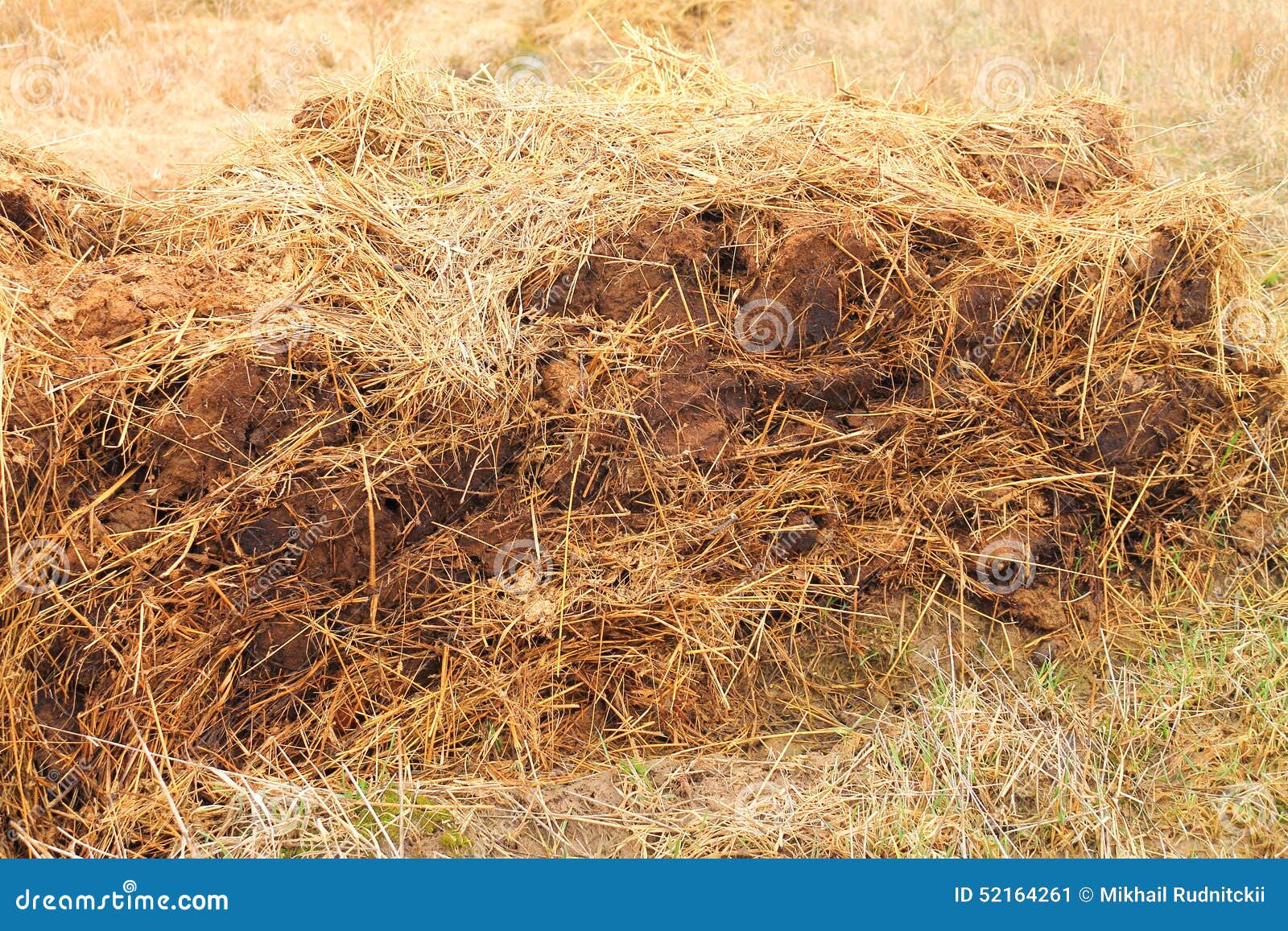 Heap of cow manure stock image. Image of fertilizer, nutrition - 52164261