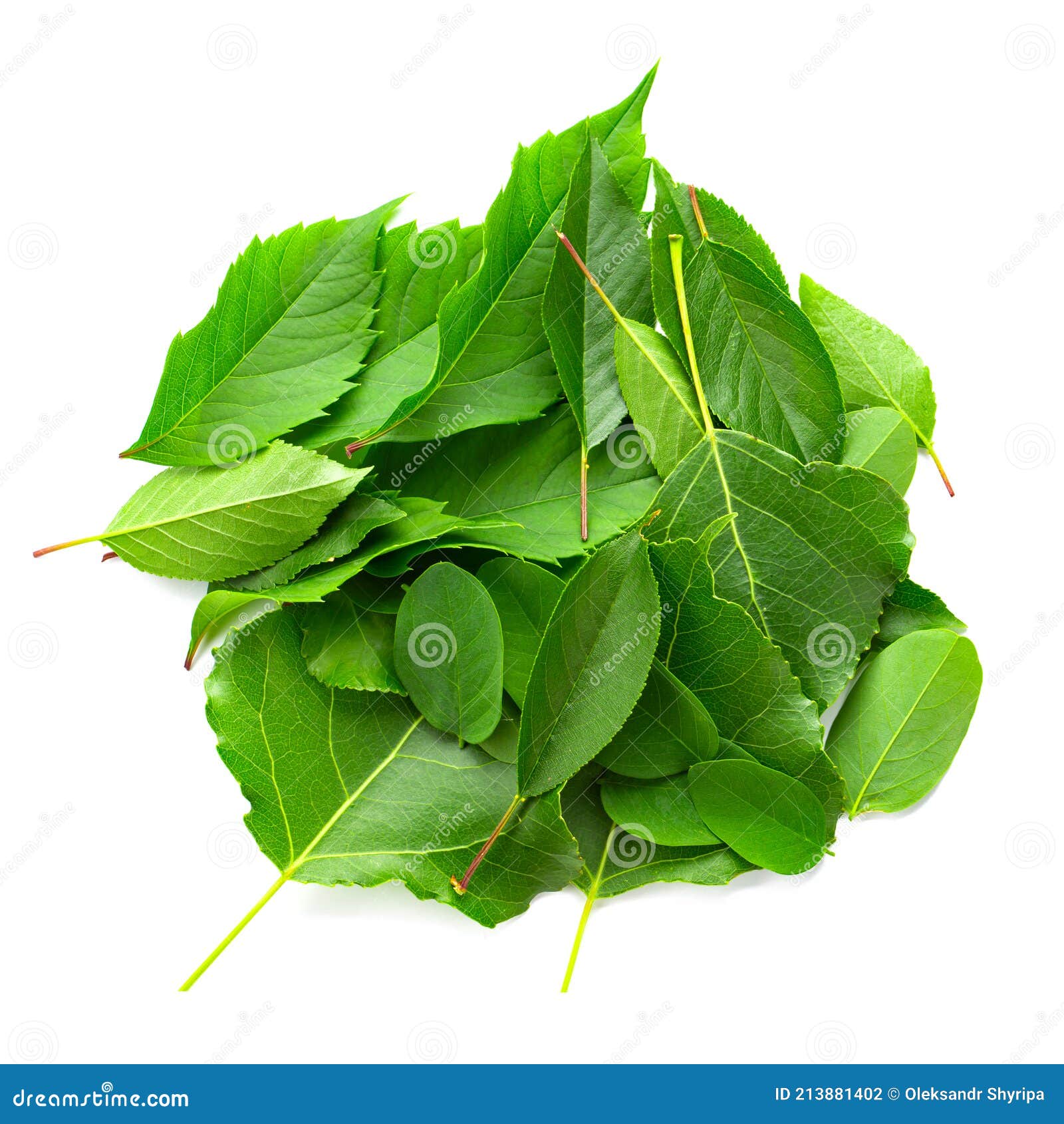 Heap of Different Green Leaves on a White Background. Nature Background ...