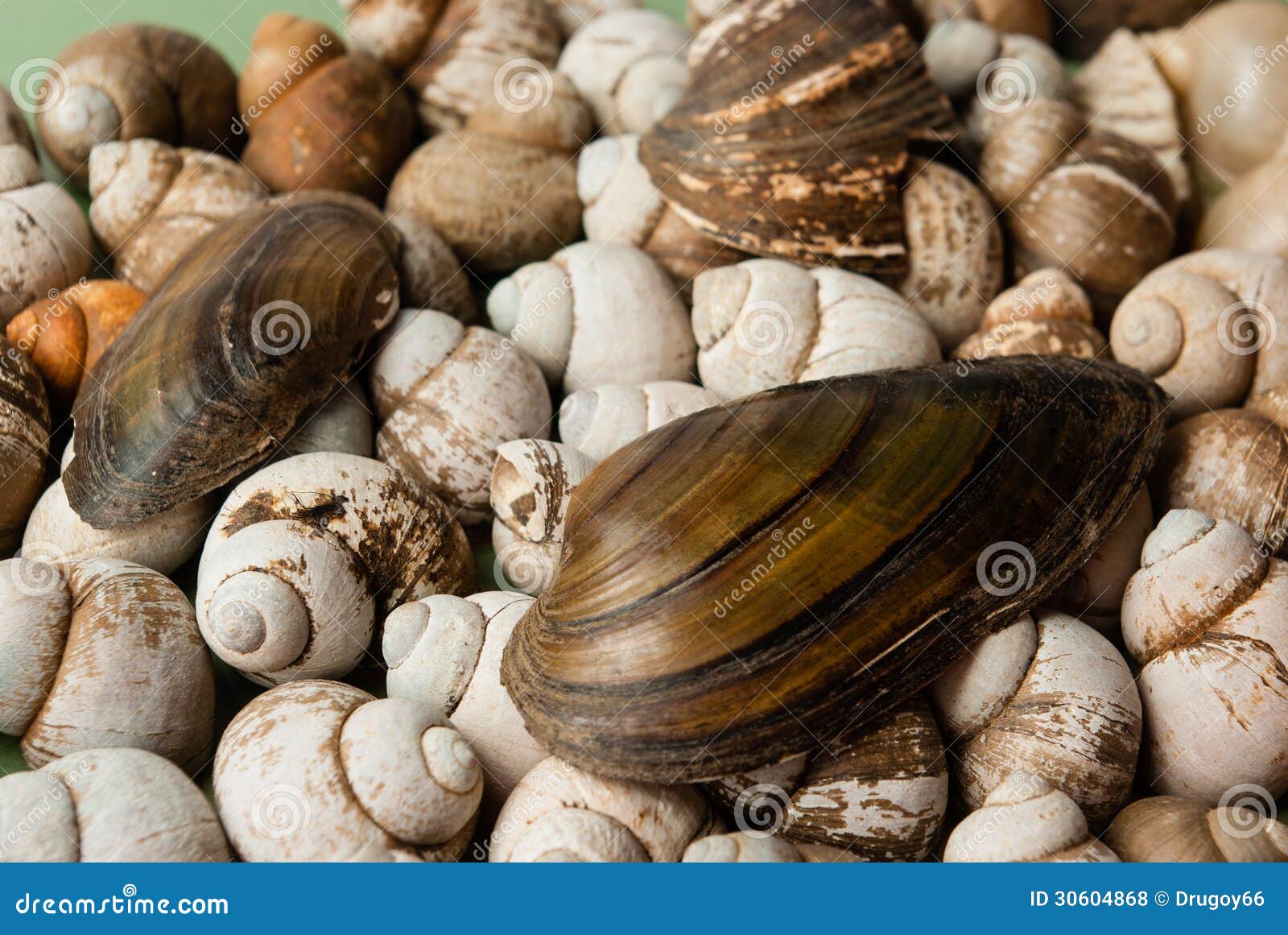 Heap of different shells stock photo. Image of mollusk - 30604868