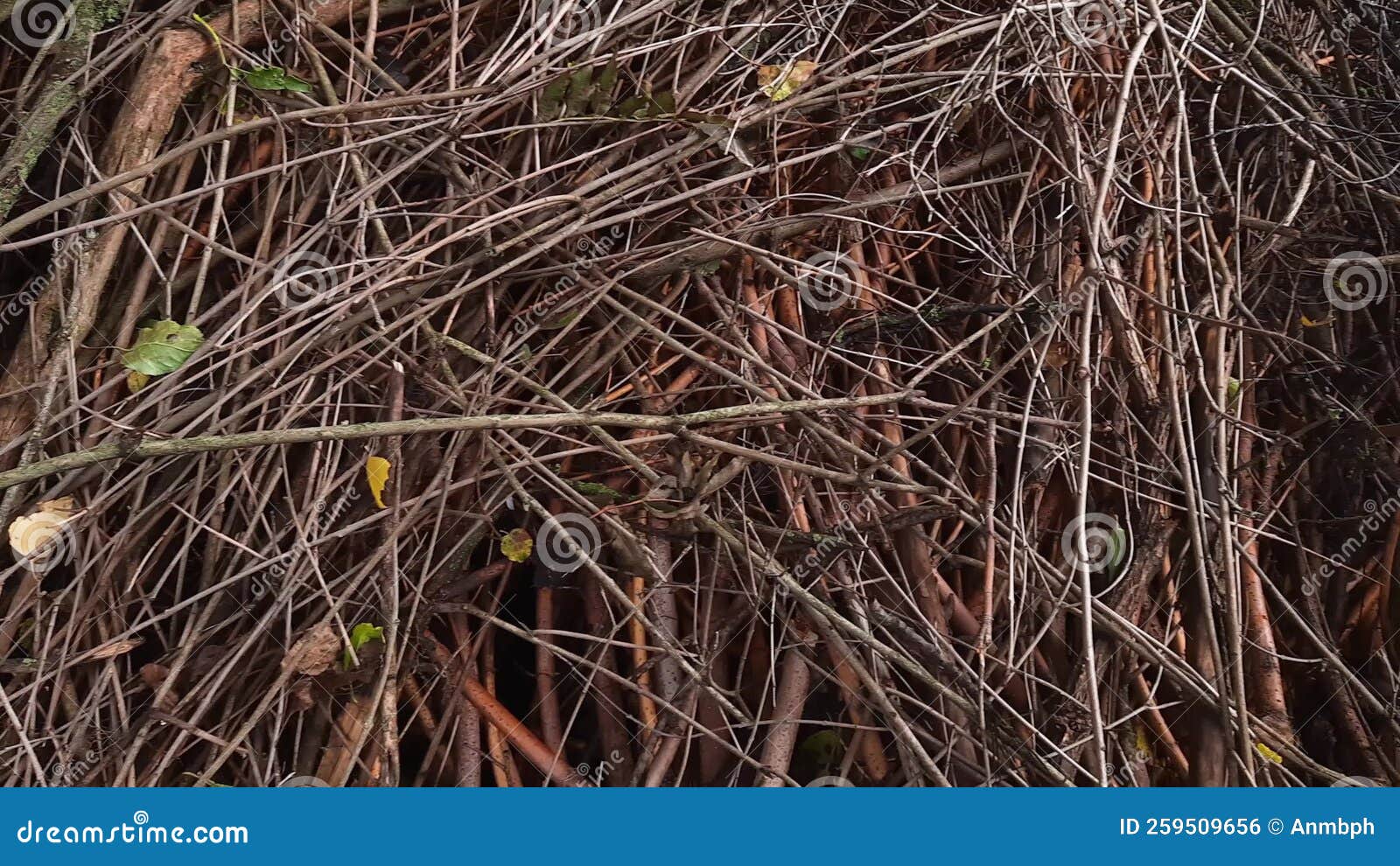 Heap of the Different Dry Branches of Trees and Shrubs Stock Footage ...