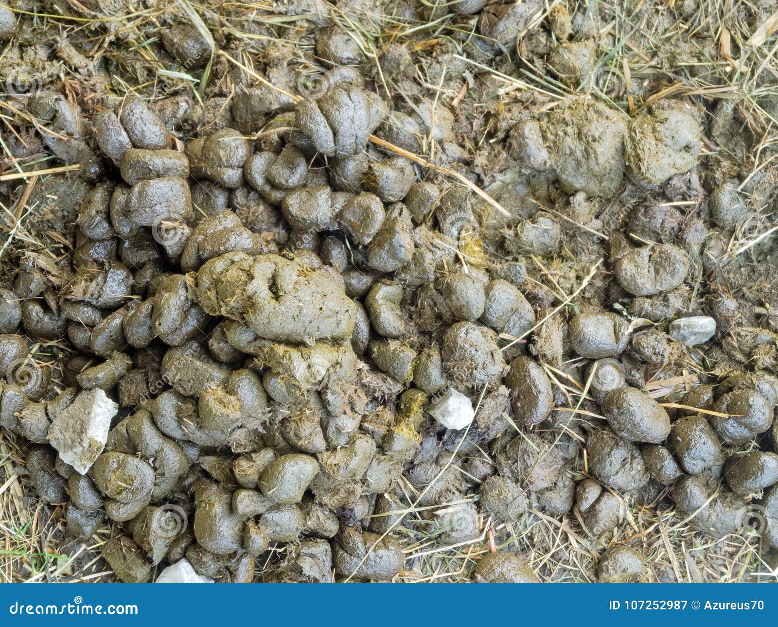 Donkey dung stock image. Image of feces, pile, field - 107252987