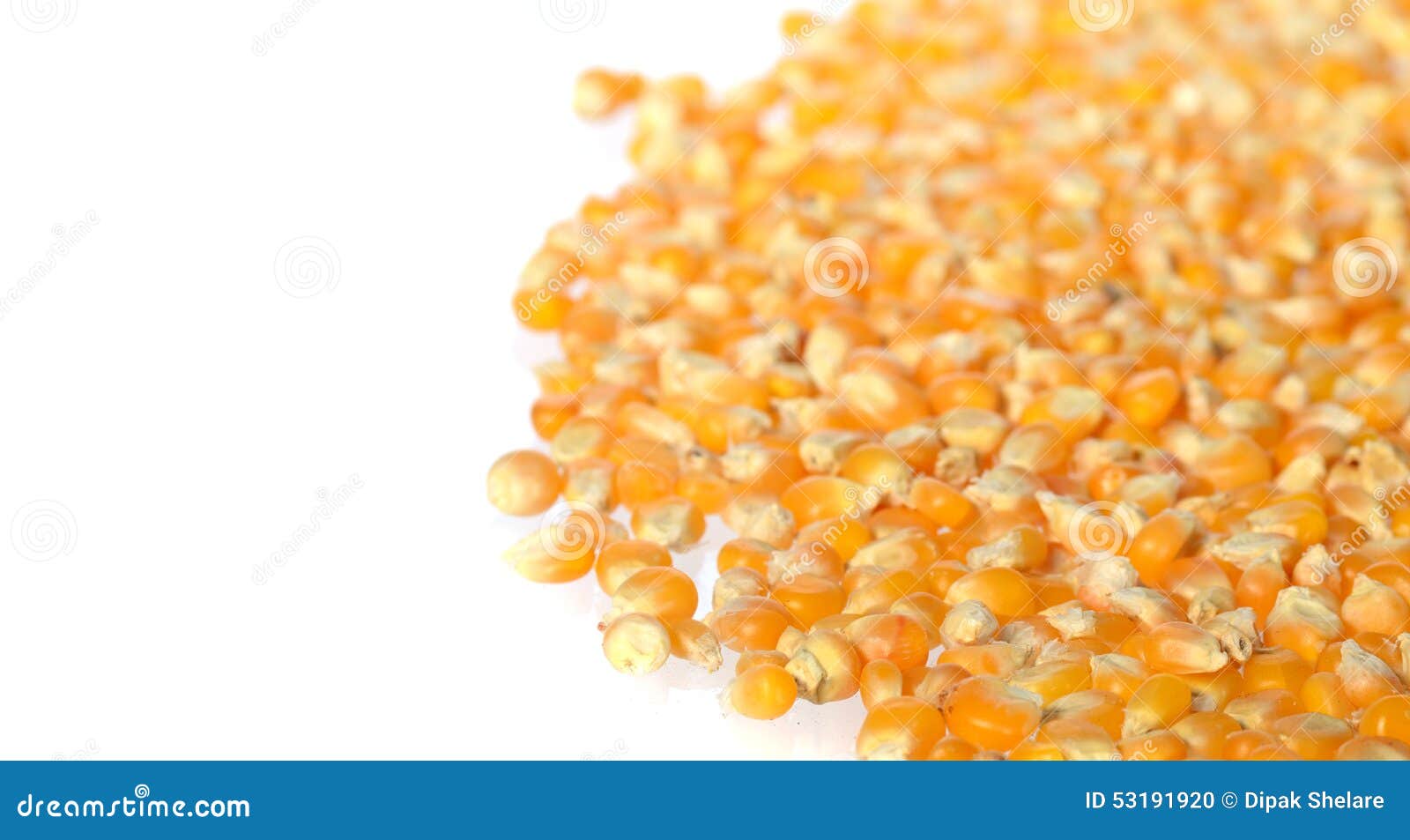 Corn Used To Make Popcorn But Uncooked And Upopped. Raw Ingredient Used ...