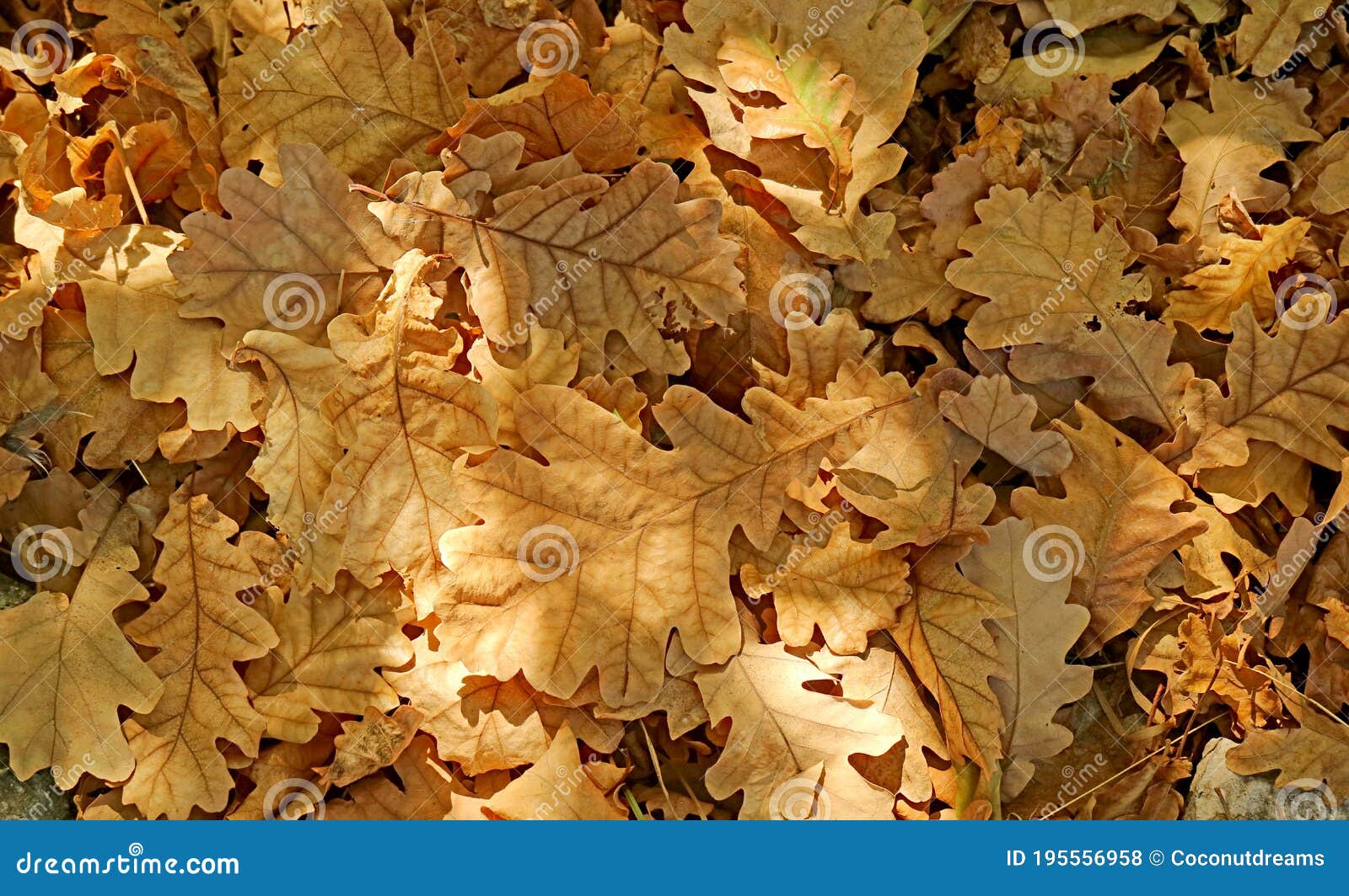 Heap of Dry Autumn Leaves on the Ground Stock Photo - Image of season ...