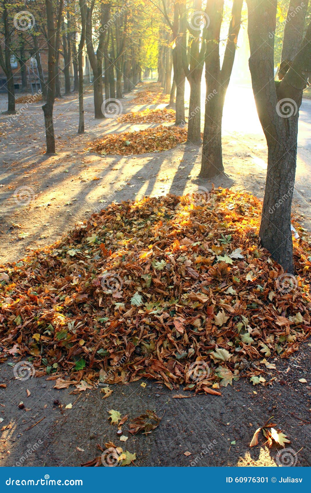 Heap of Dry Leaves in Autumn Time Stock Image - Image of dawn, branches ...
