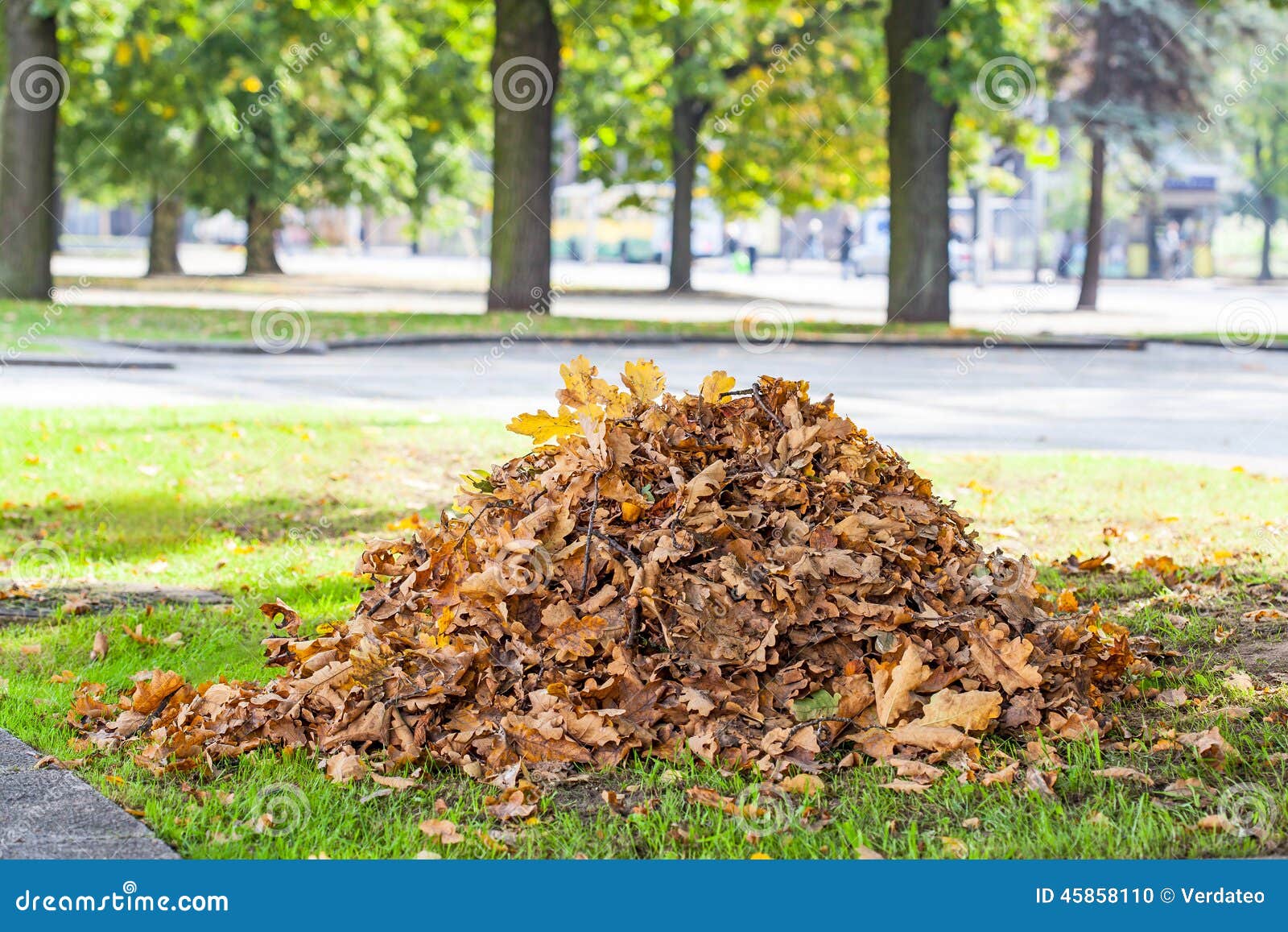 Heap of dry oak leaves stock photo. Image of october - 45858110