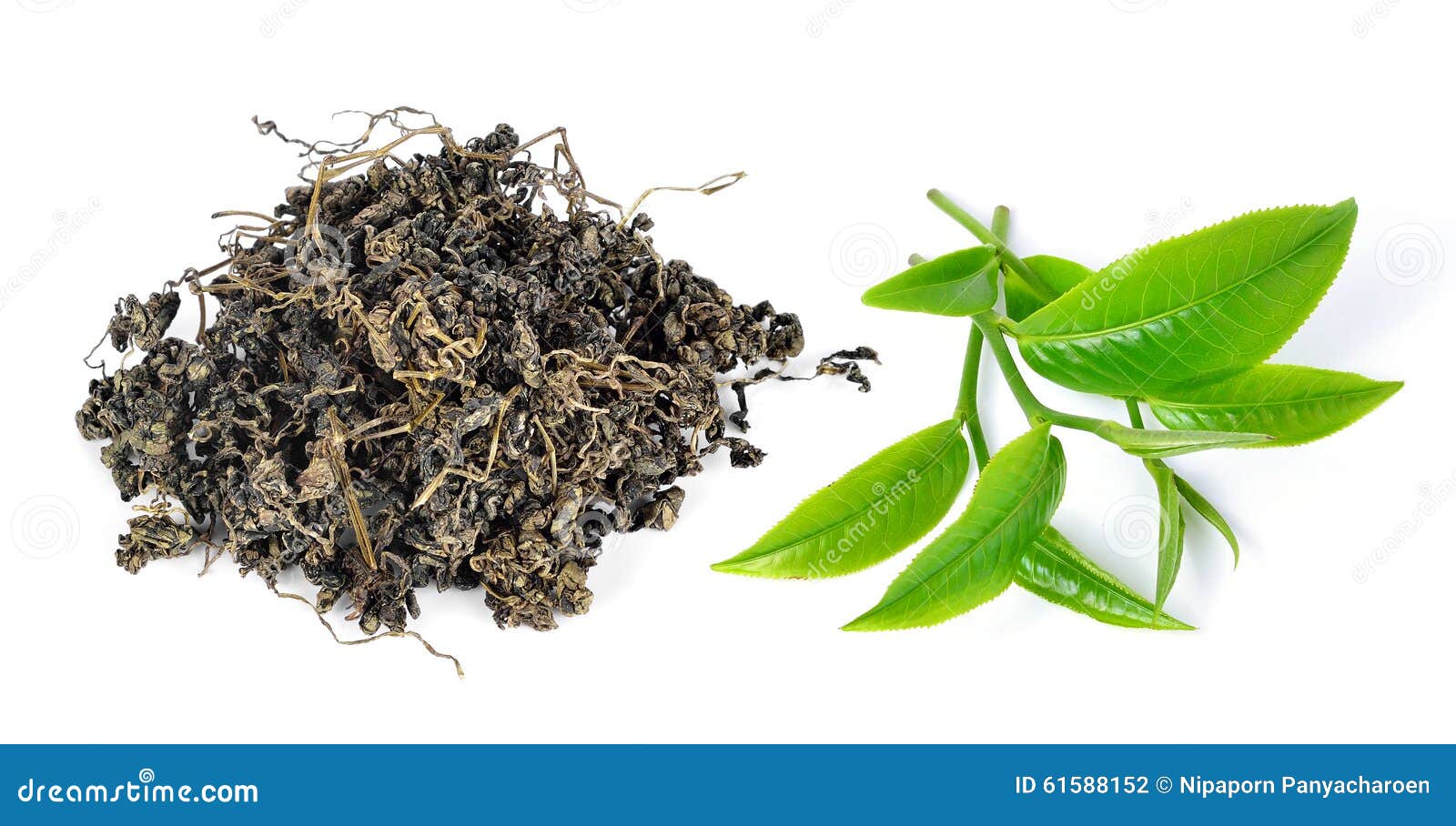 Heap of Dry Tea with Green Tea Leaves Stock Photo - Image of green ...