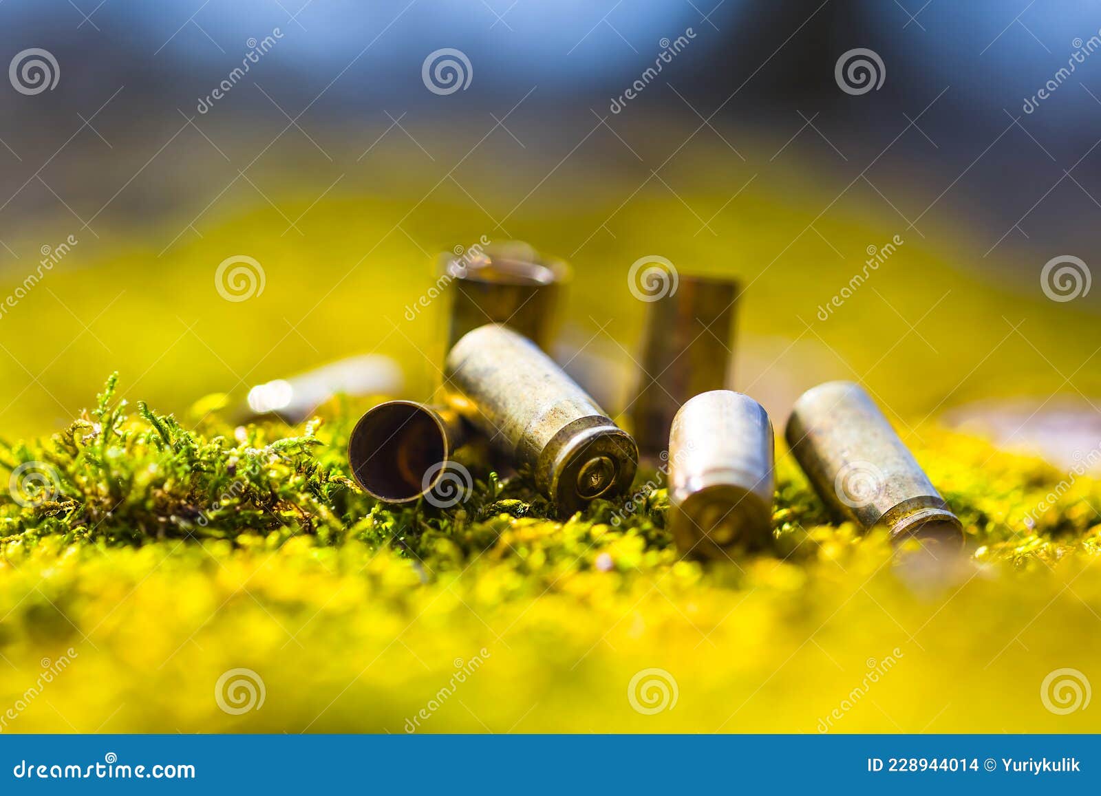 Empty Gun Shells Lie in Grass Stock Photo - Image of shells, closeup ...