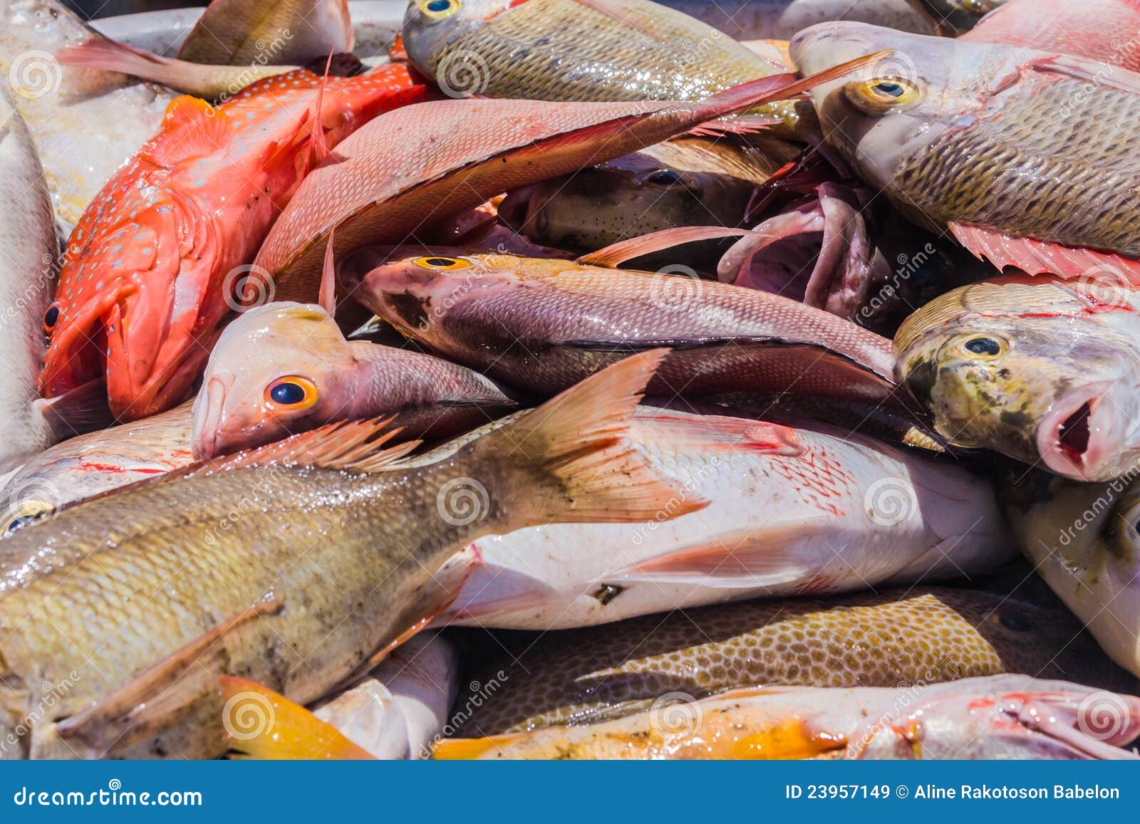Heap of fish stock image. Image of cold, animal, meal - 23957149