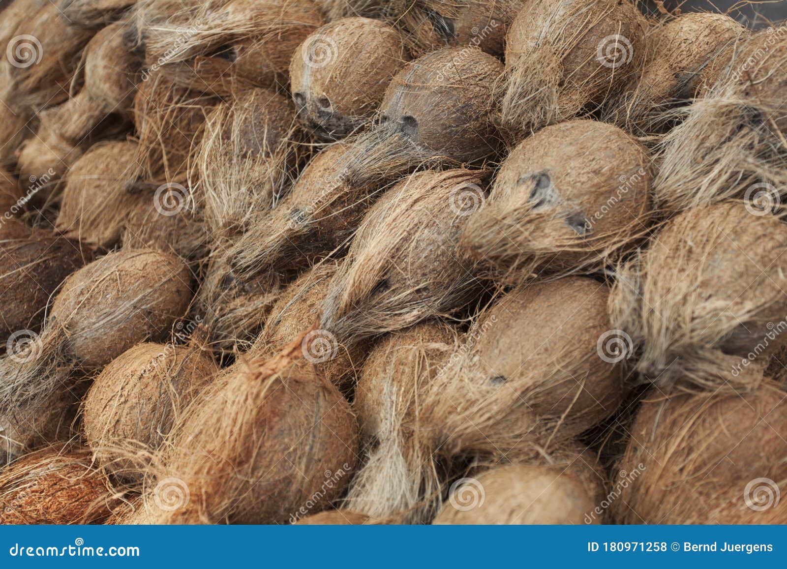 Heap of coconuts stock photo. Image of brown, hairy - 180971258