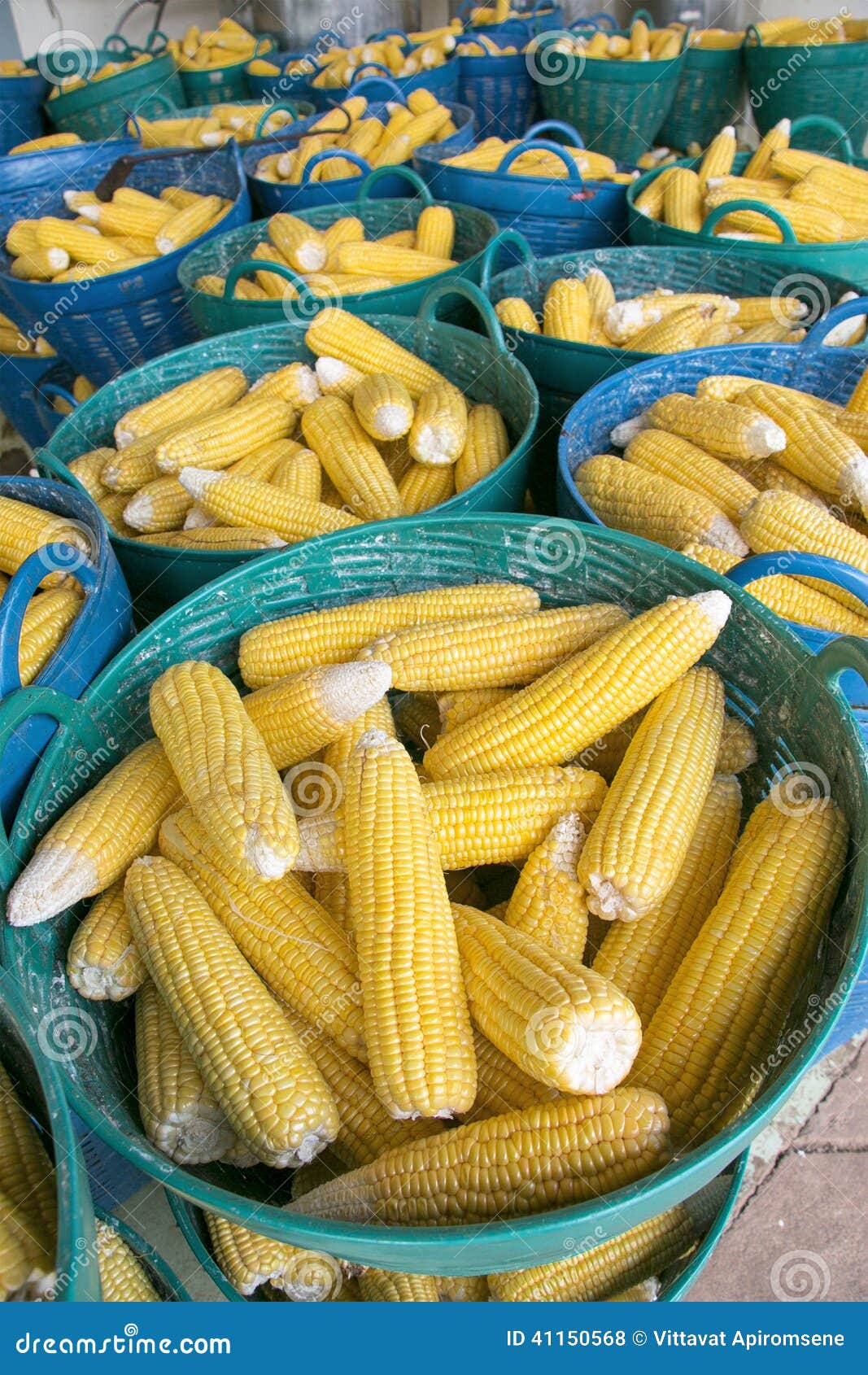 Heap of Fresh Corns in Baskets Stock Photo - Image of corncob, farm ...
