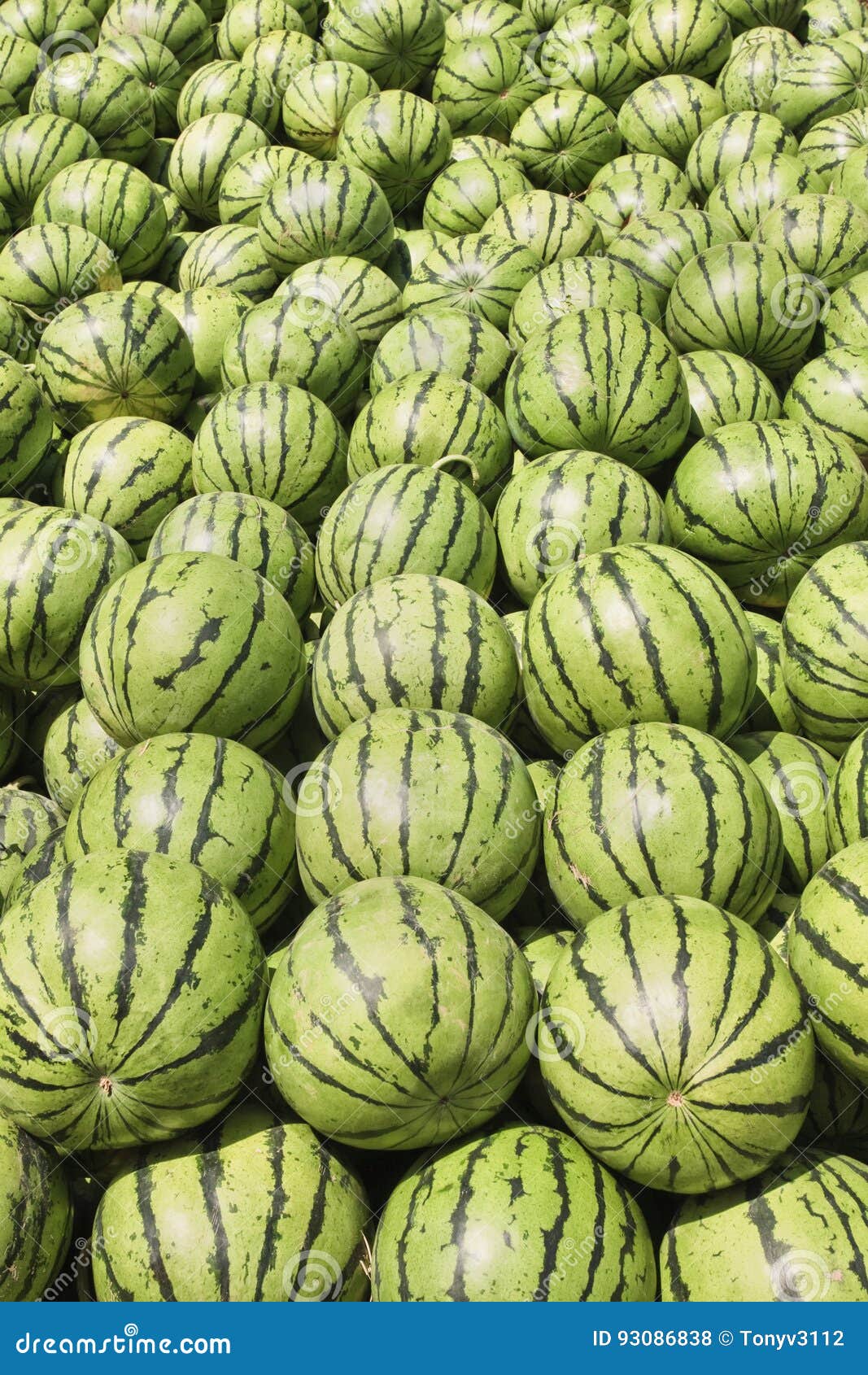 Heap of Fresh Green Watermelons Stock Photo - Image of crop, quality ...