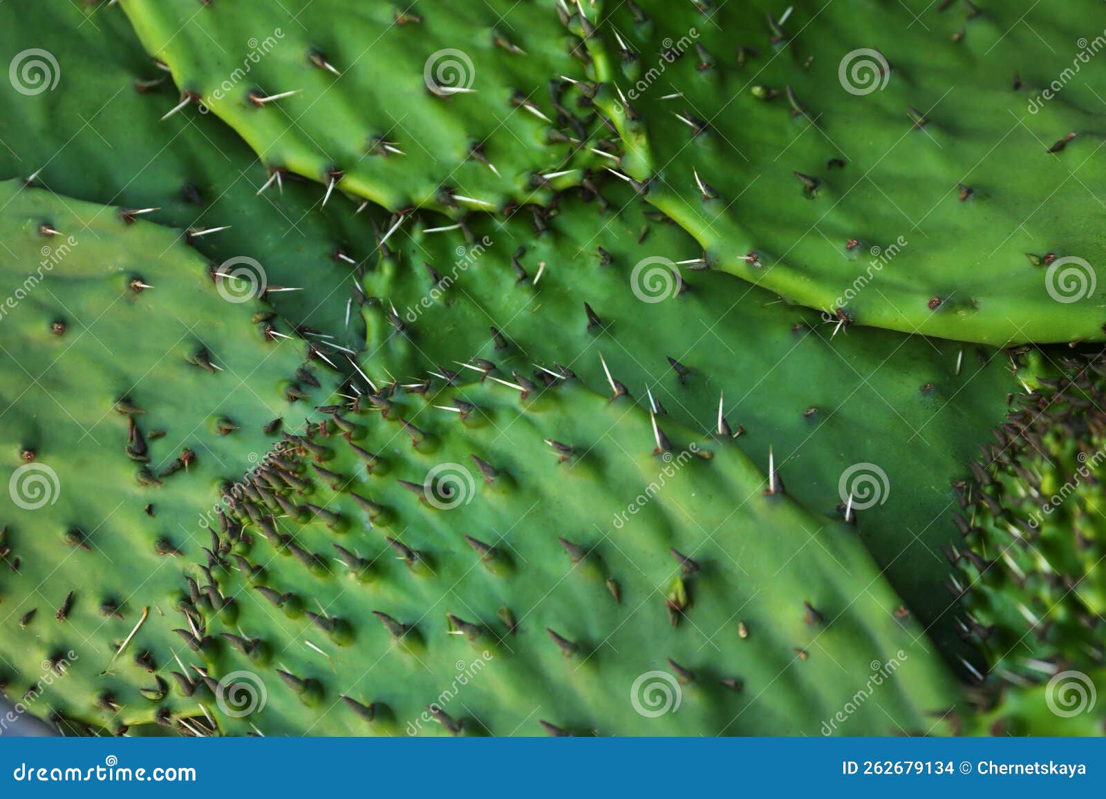 Heap of Fresh Nopal Leaves As Background, Closeup Stock Photo - Image ...