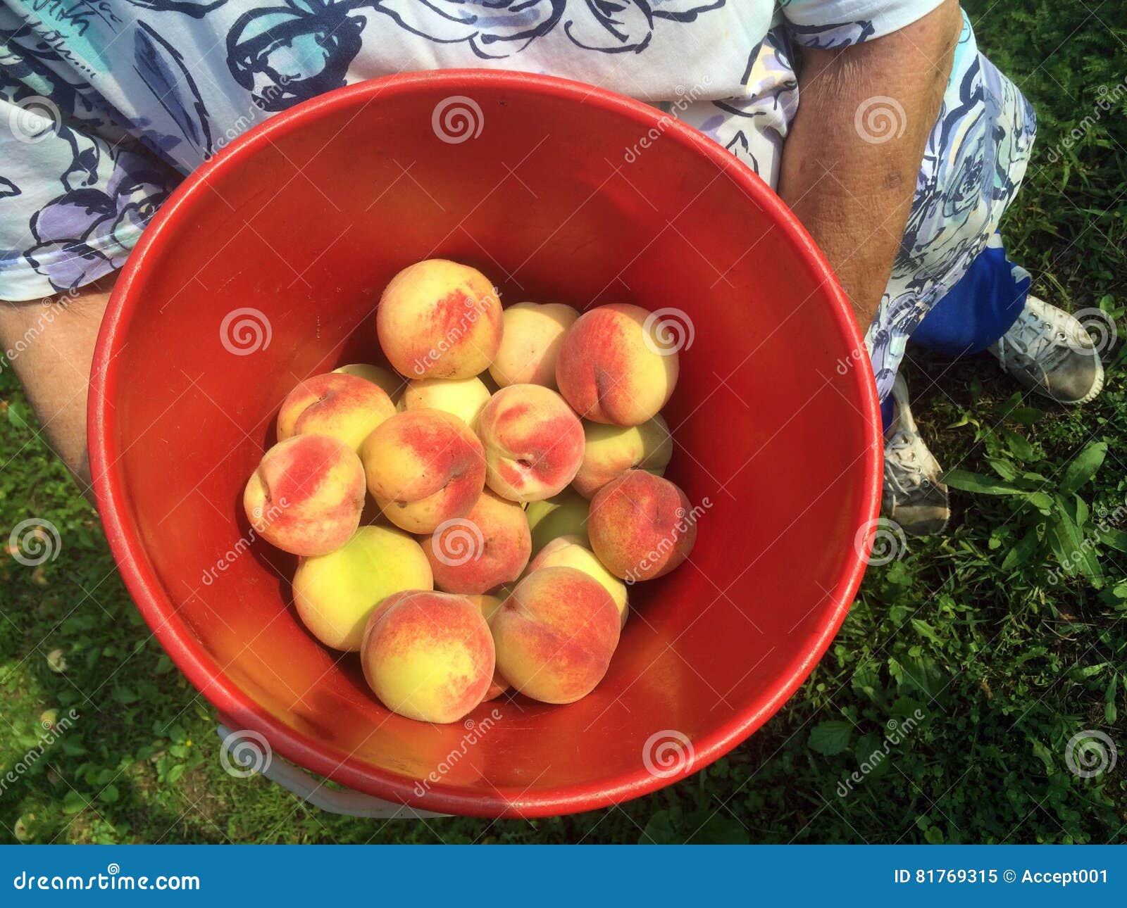 Heap Fresh Peaches Bucket Stock Photos - Free & Royalty-Free Stock ...
