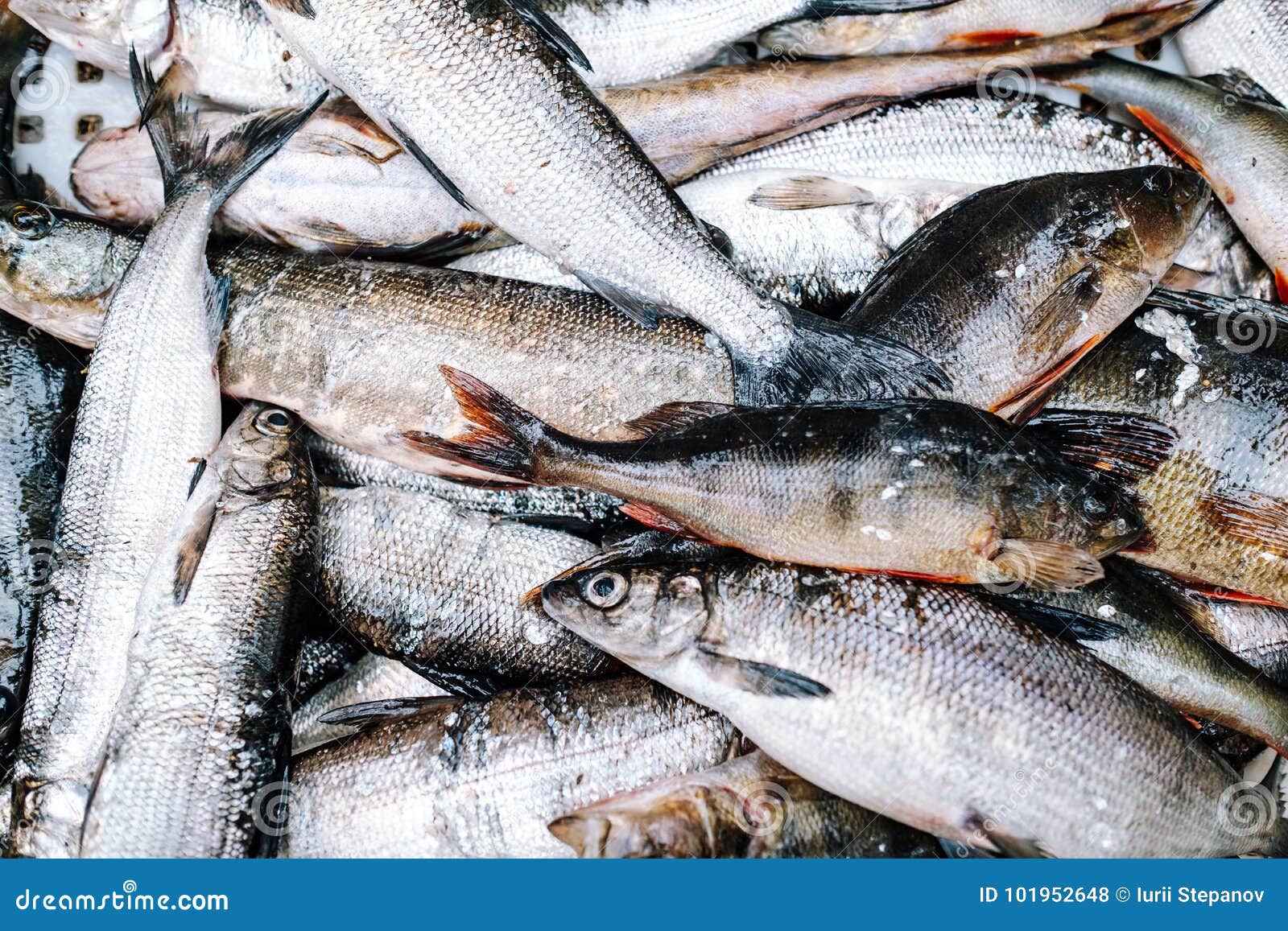 Heap of River Fish Perch, Pike, Whitefish Stock Photo - Image of diet ...