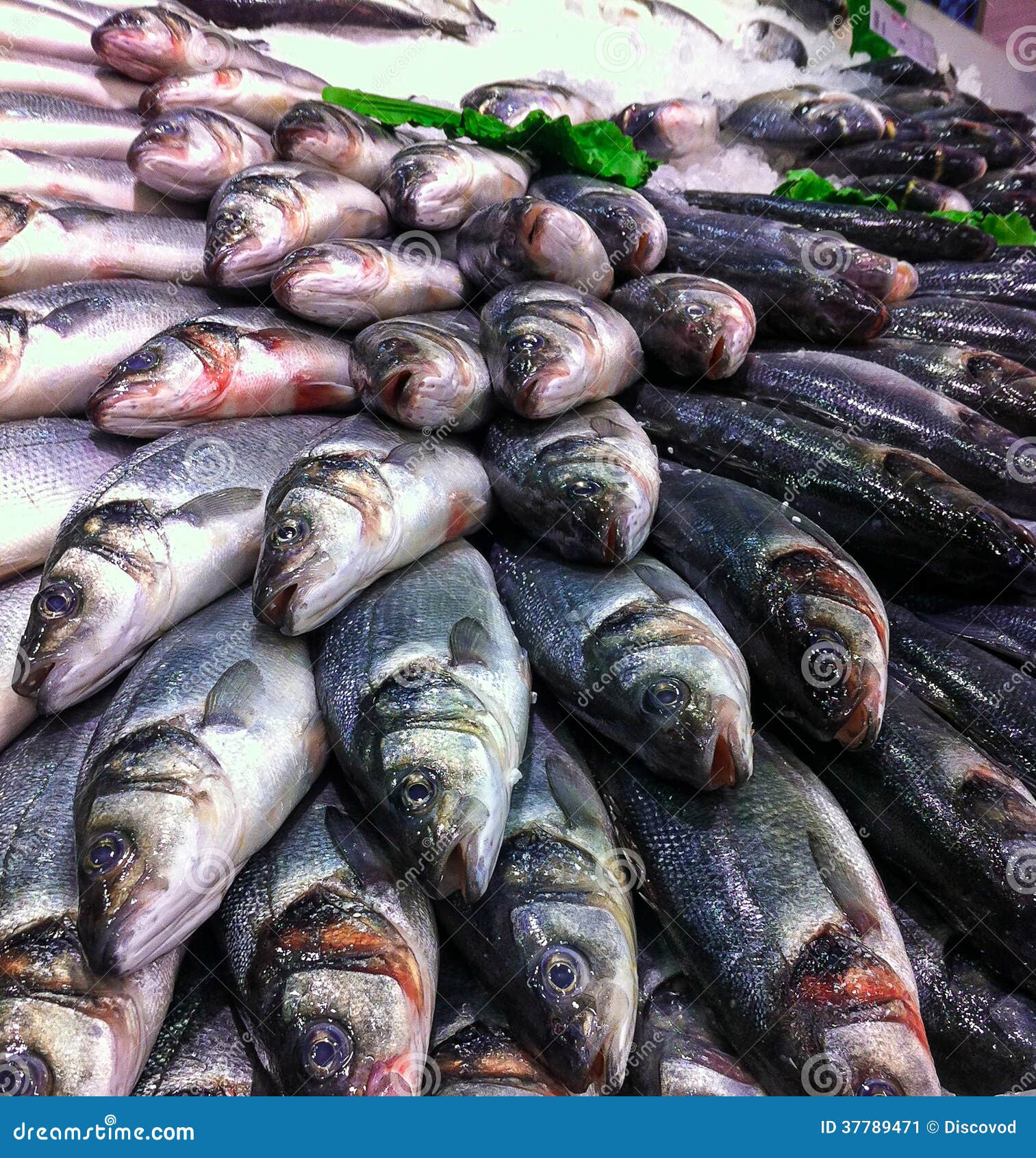 Heap Fresh Sea Fish on Ice stock image. Image of seafood - 37789471
