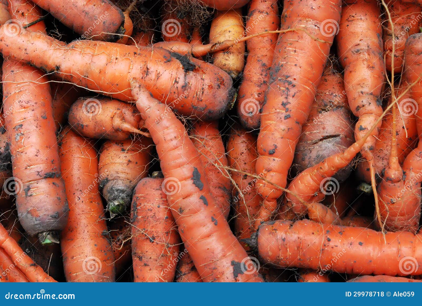 Heap of Carrots stock photo. Image of nutrient, color - 29978718