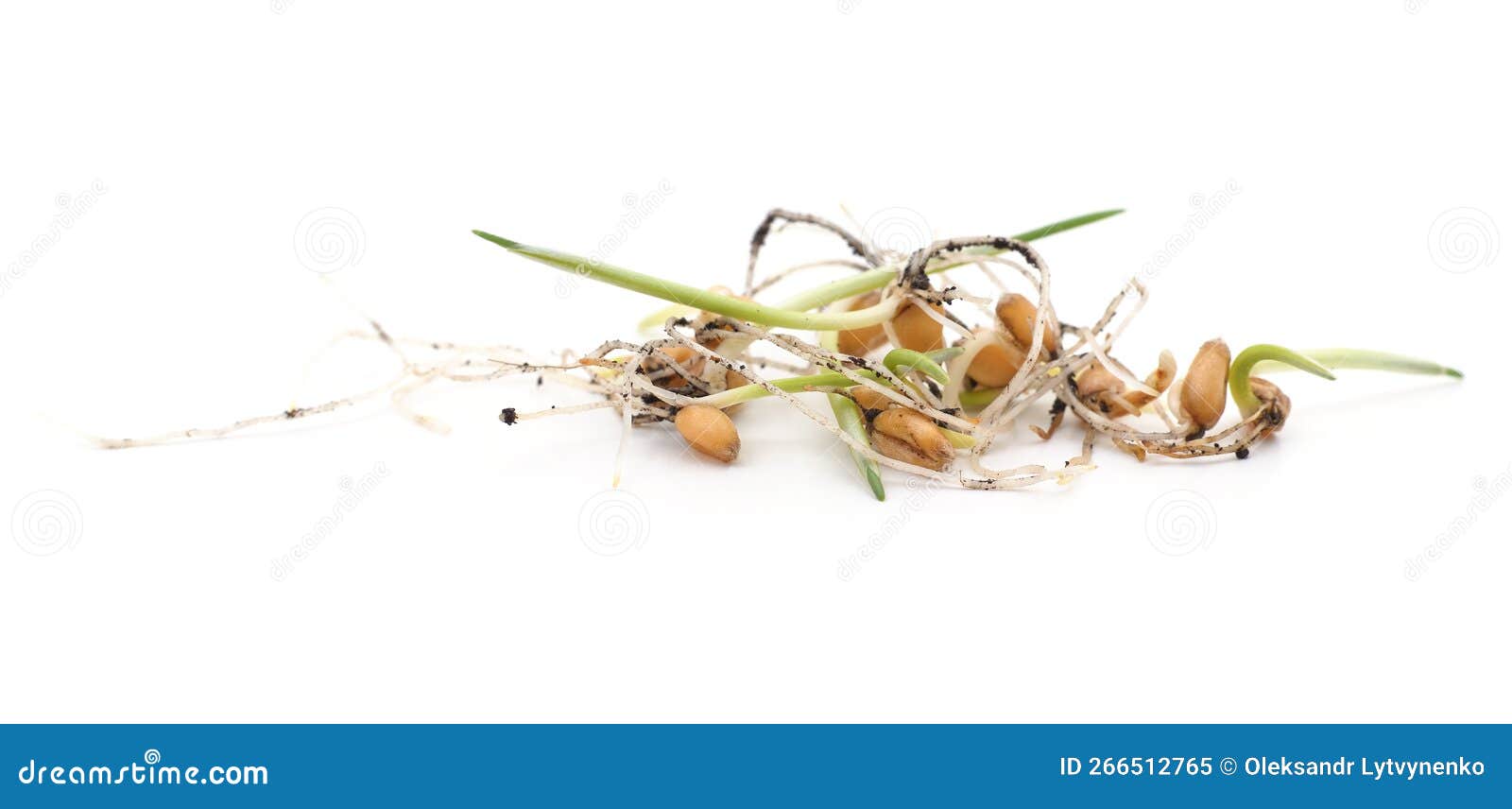 Heap of germinating wheat stock image. Image of agriculture - 266512765