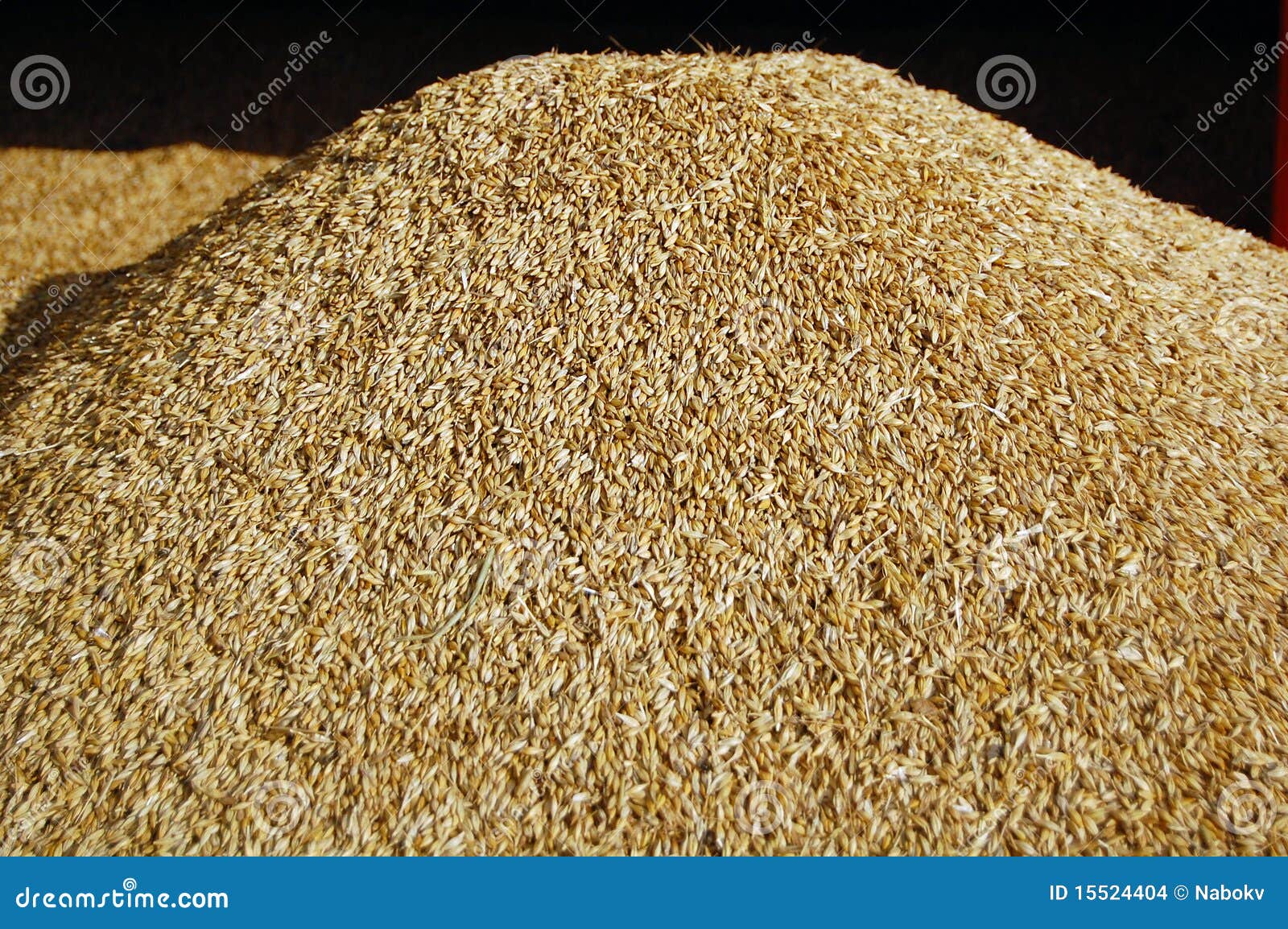 Heap of grain stock photo. Image of upload, live, rich - 15524404