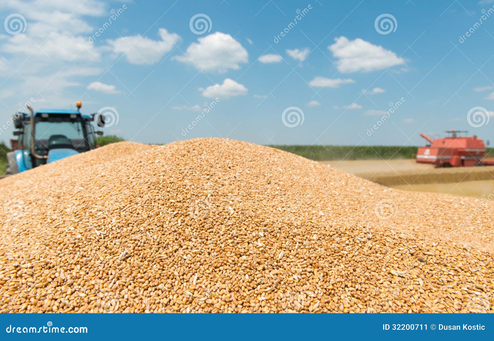Heap grain wheat stock image. Image of grain, trailer - 32200711