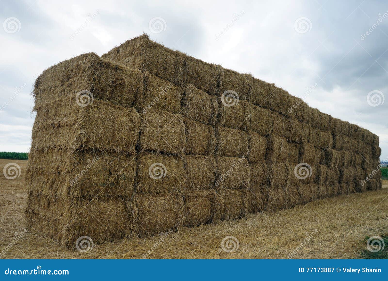 Heap of hay bricks stock image. Image of briquette, straw - 77173887
