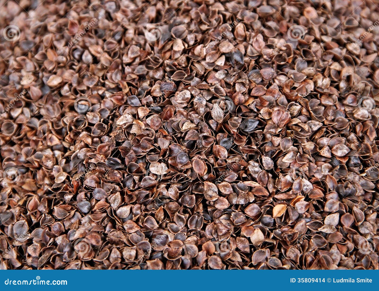 Heap of the husks. stock photo. Image of heap, organic - 35809414