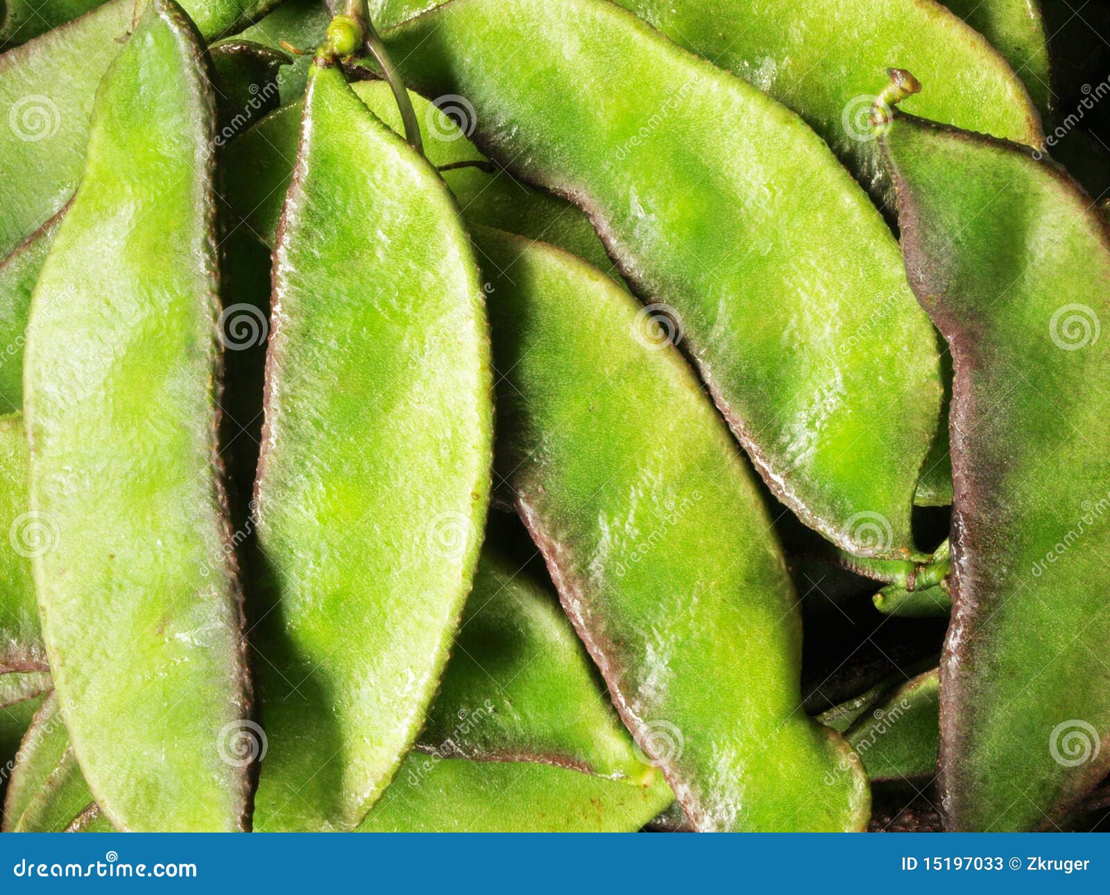 Heap of indian beans stock image. Image of bonavista - 15197033