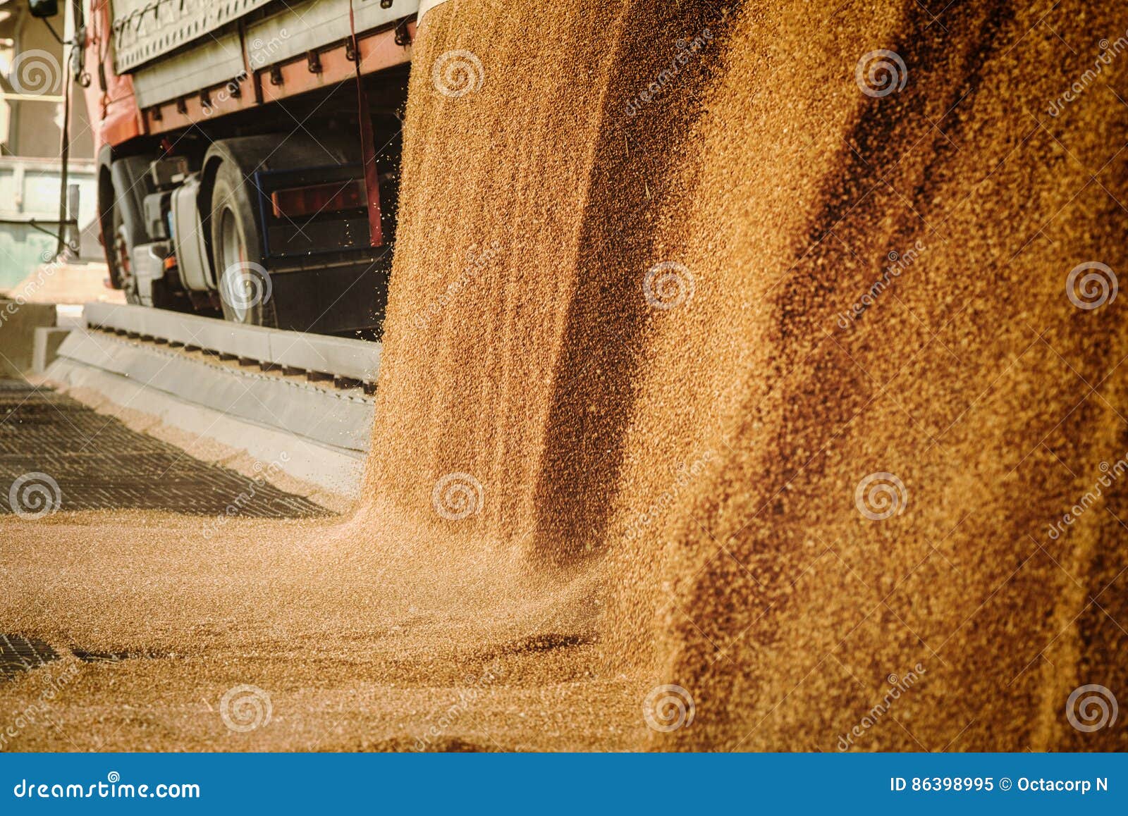 A Heap Of Just Harvested Corn Inside A Container. Grain Poured F ...